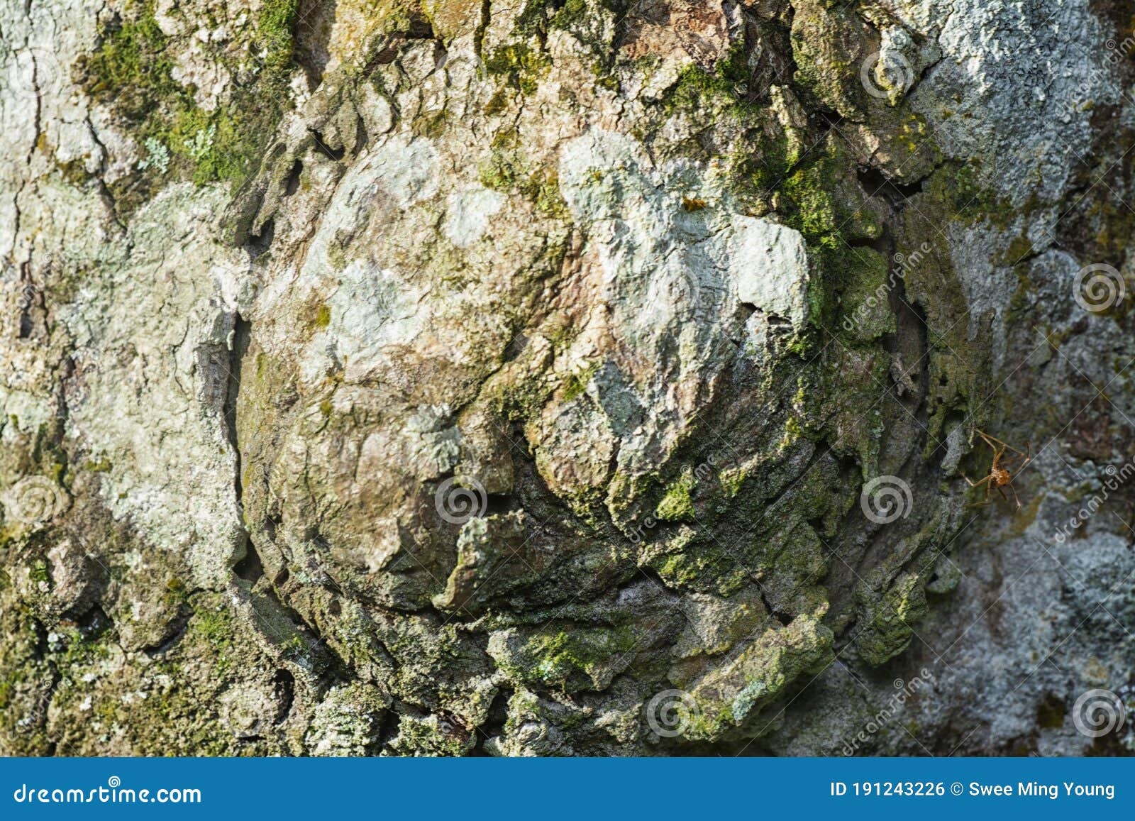 Image of Dead or Decay Tree Trunk and Branch. Stock Photo - Image of ...
