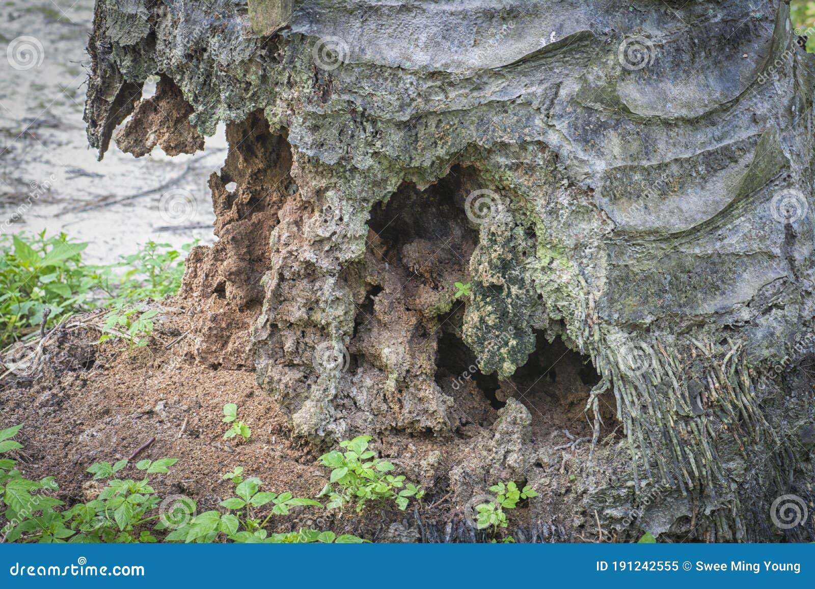 Image of Dead or Decay Tree Trunk and Branch. Stock Image - Image of ...