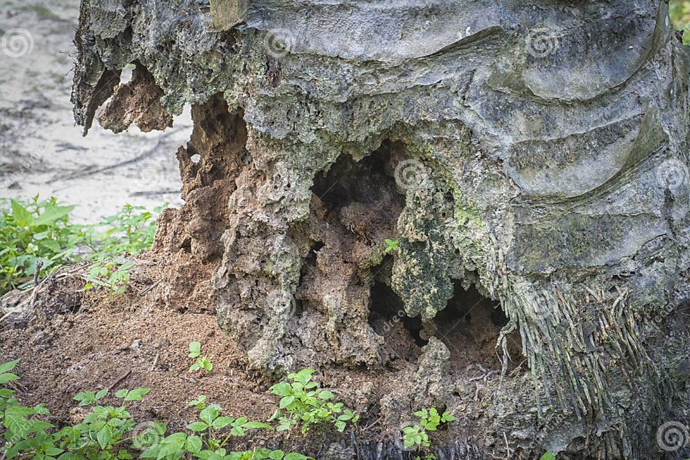 Image of Dead or Decay Tree Trunk and Branch. Stock Image - Image of ...