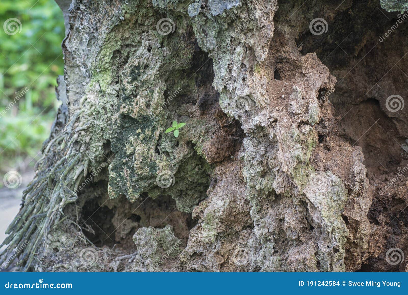 Image of Dead or Decay Tree Trunk and Branch. Stock Photo - Image of ...