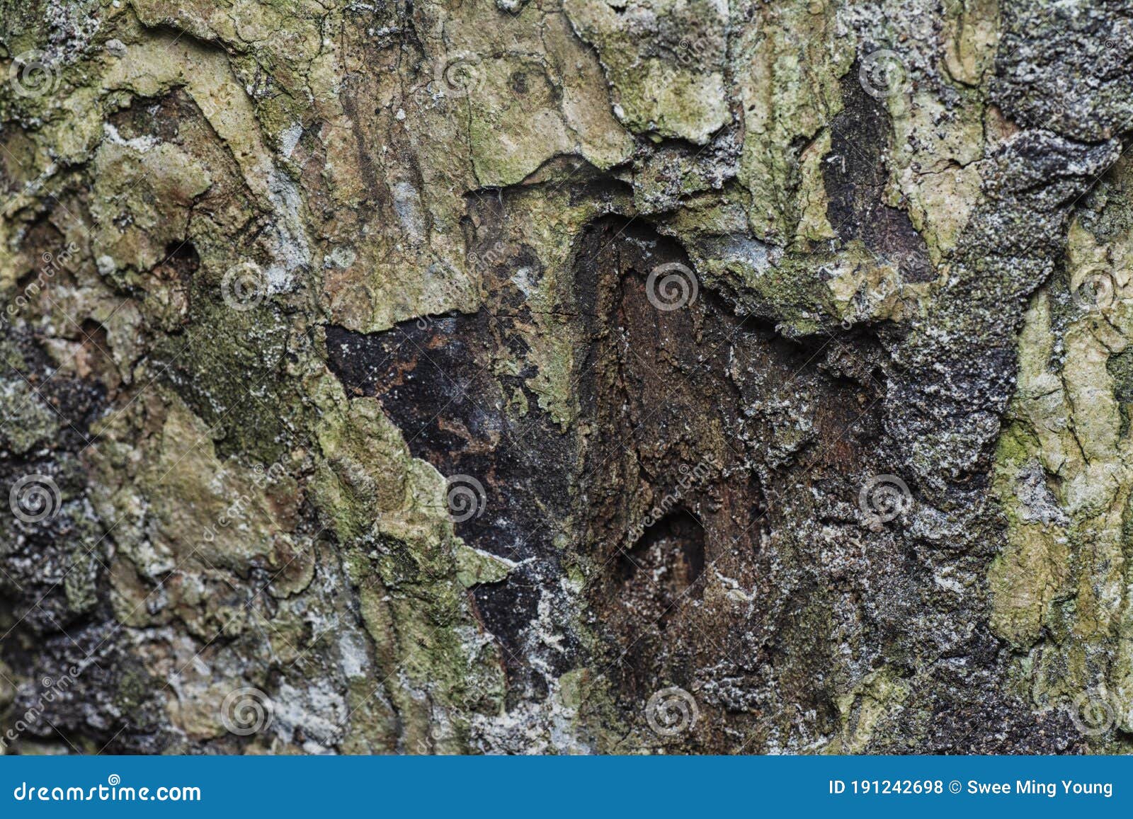 Image of Dead or Decay Tree Trunk and Branch. Stock Photo - Image of ...