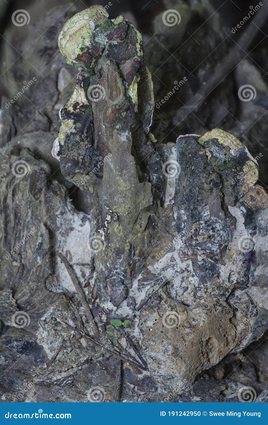 Image of Dead or Decay Tree Trunk and Branch. Stock Photo - Image of ...