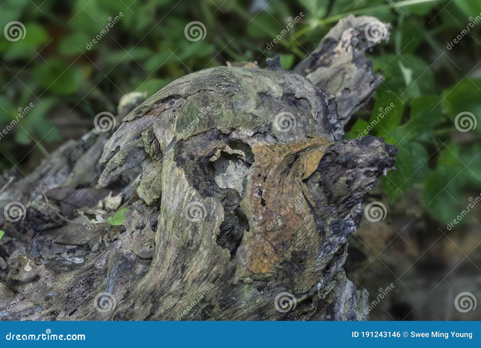 Image of Dead or Decay Tree Trunk and Branch. Stock Photo - Image of ...