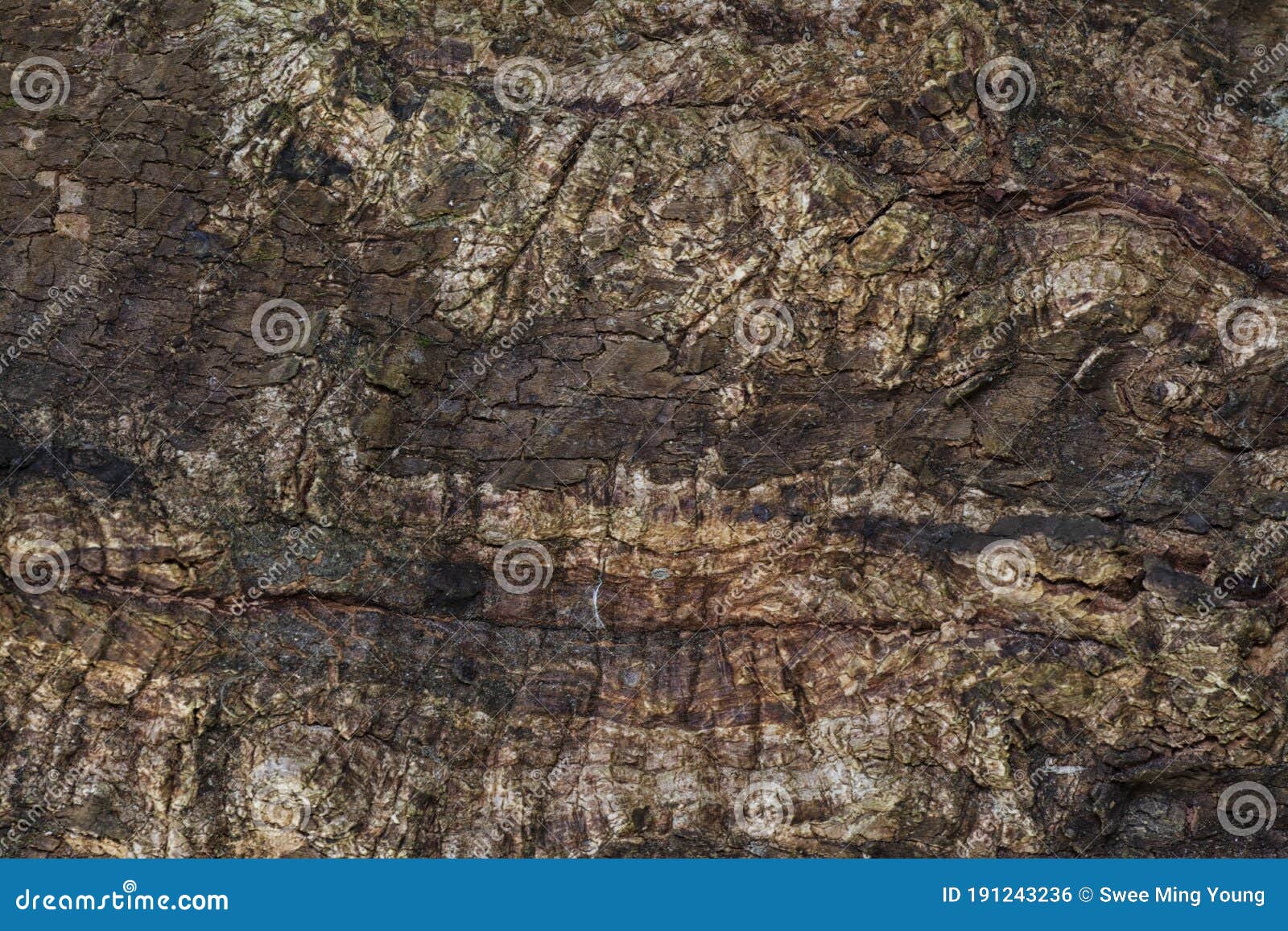 Image of Dead or Decay Tree Trunk and Branch. Stock Photo - Image of ...