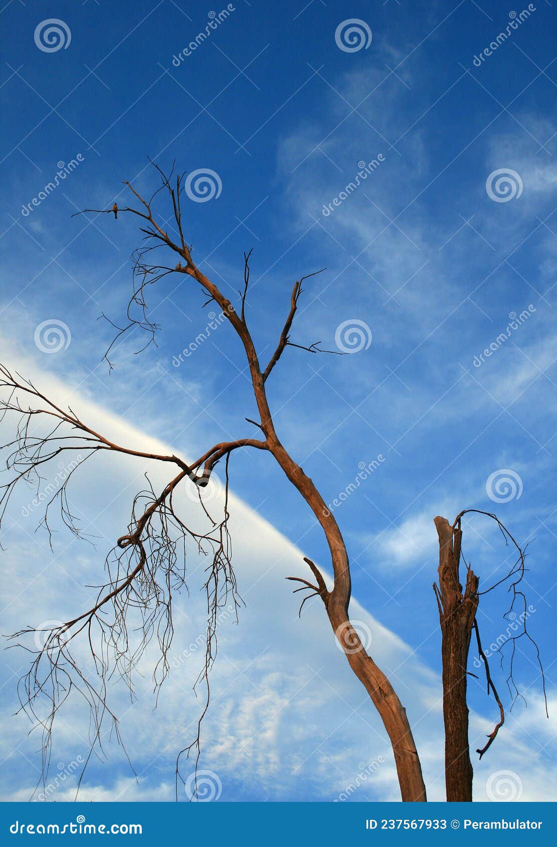 DEAD TREE with BARE BRANCHES and WISPY CLOUD Stock Image - Image of ...