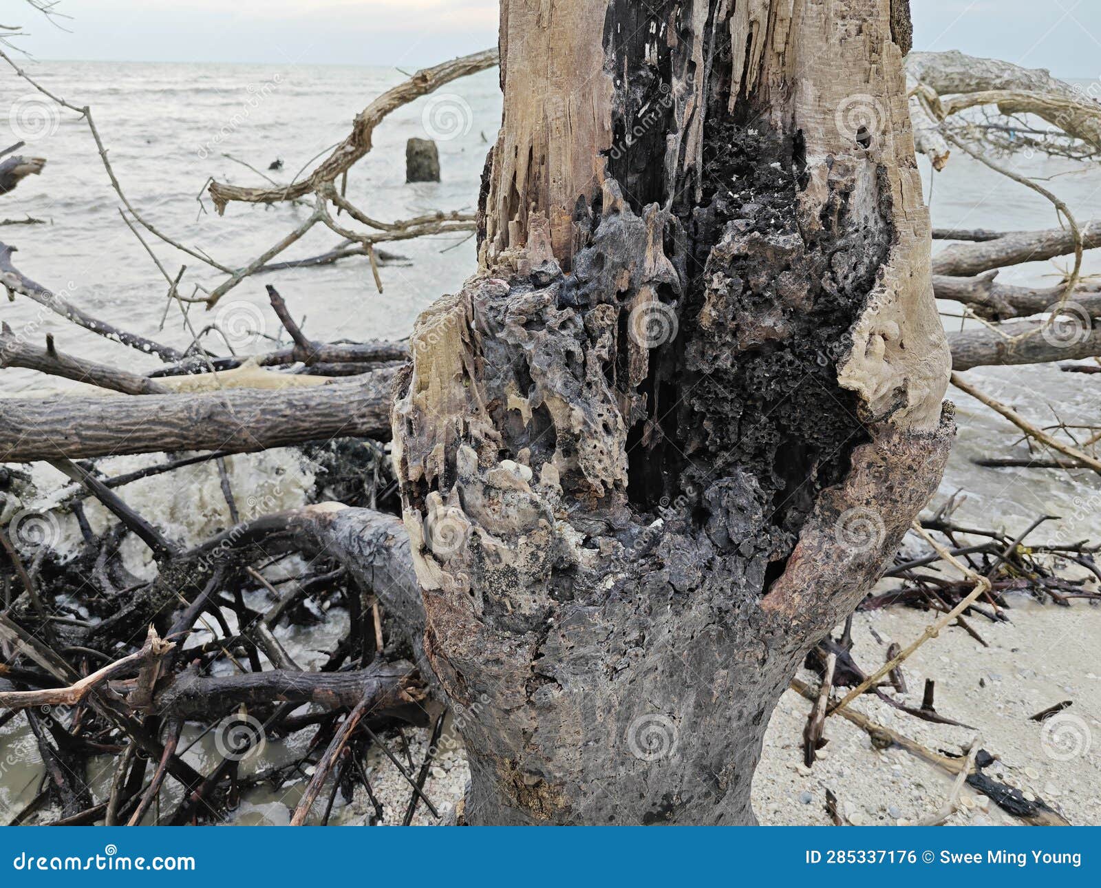 Dead Mangrove Tree with Sprouting Roots by the Beach Stock Photo ...