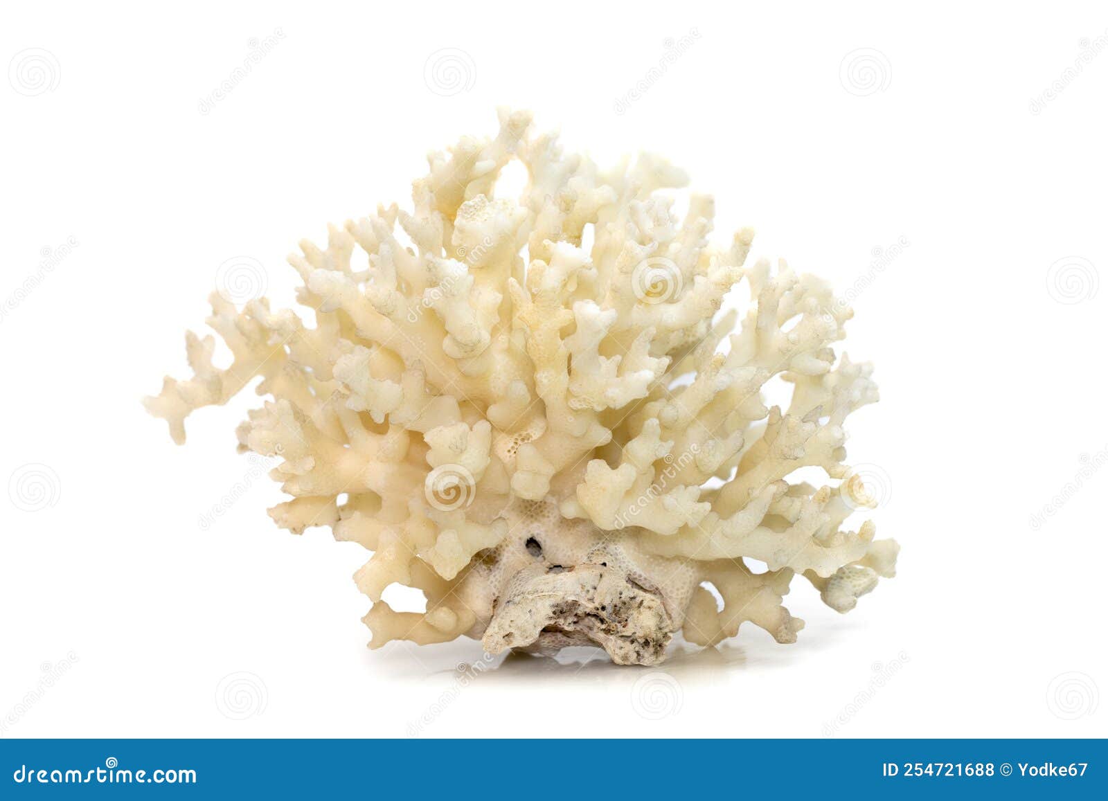 Image of Dead White Coral Cubes on a White Background. Undersea Animals ...