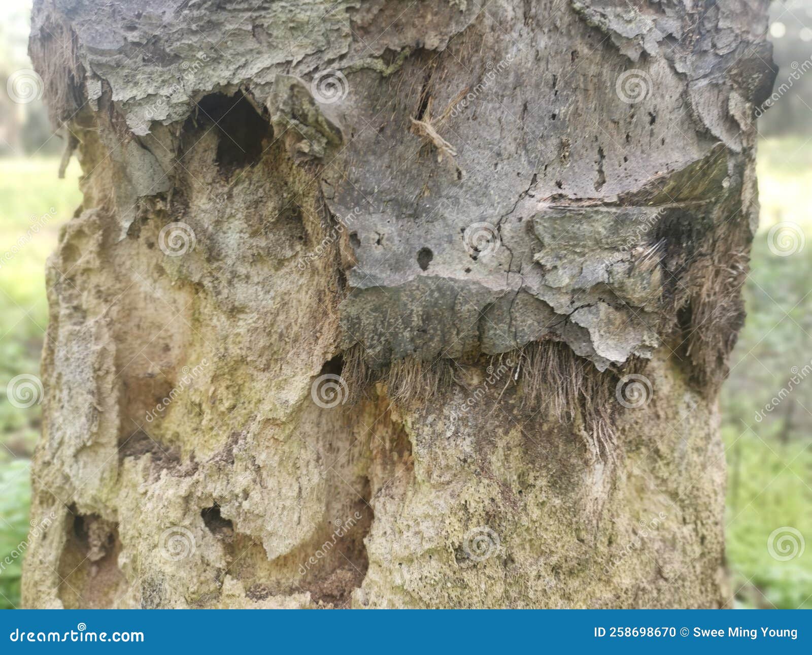 Decomposed Oil Palm Tree Trunk Lying on the Meadow Stock Photo - Image ...