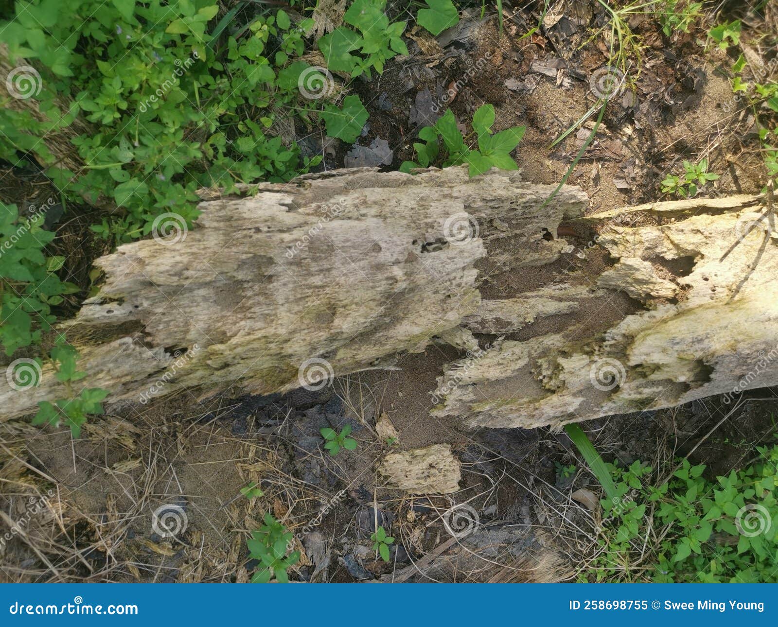 Decomposed Oil Palm Tree Trunk Lying on the Meadow Stock Image - Image ...