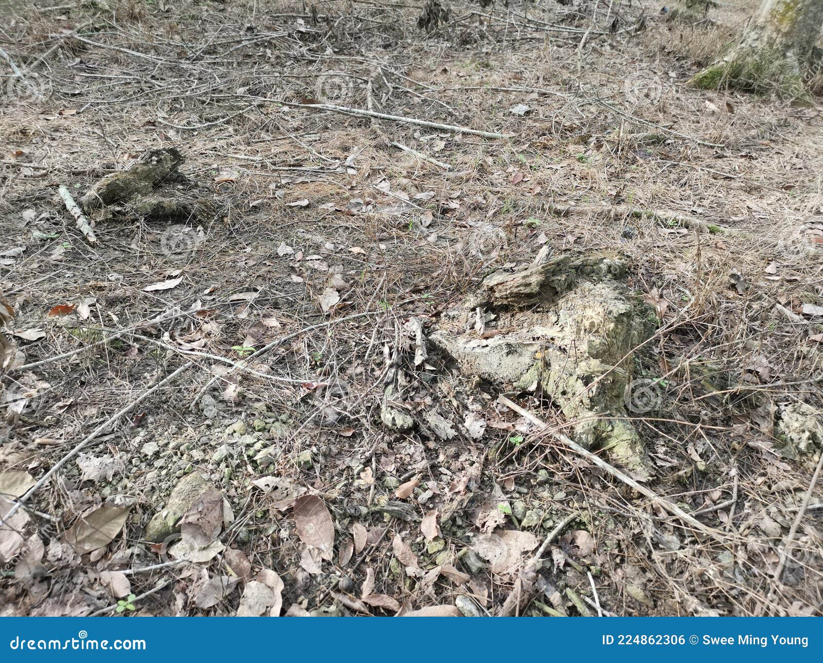 Decomposed Wood on the Arid Ground Stock Photo - Image of outdoor ...