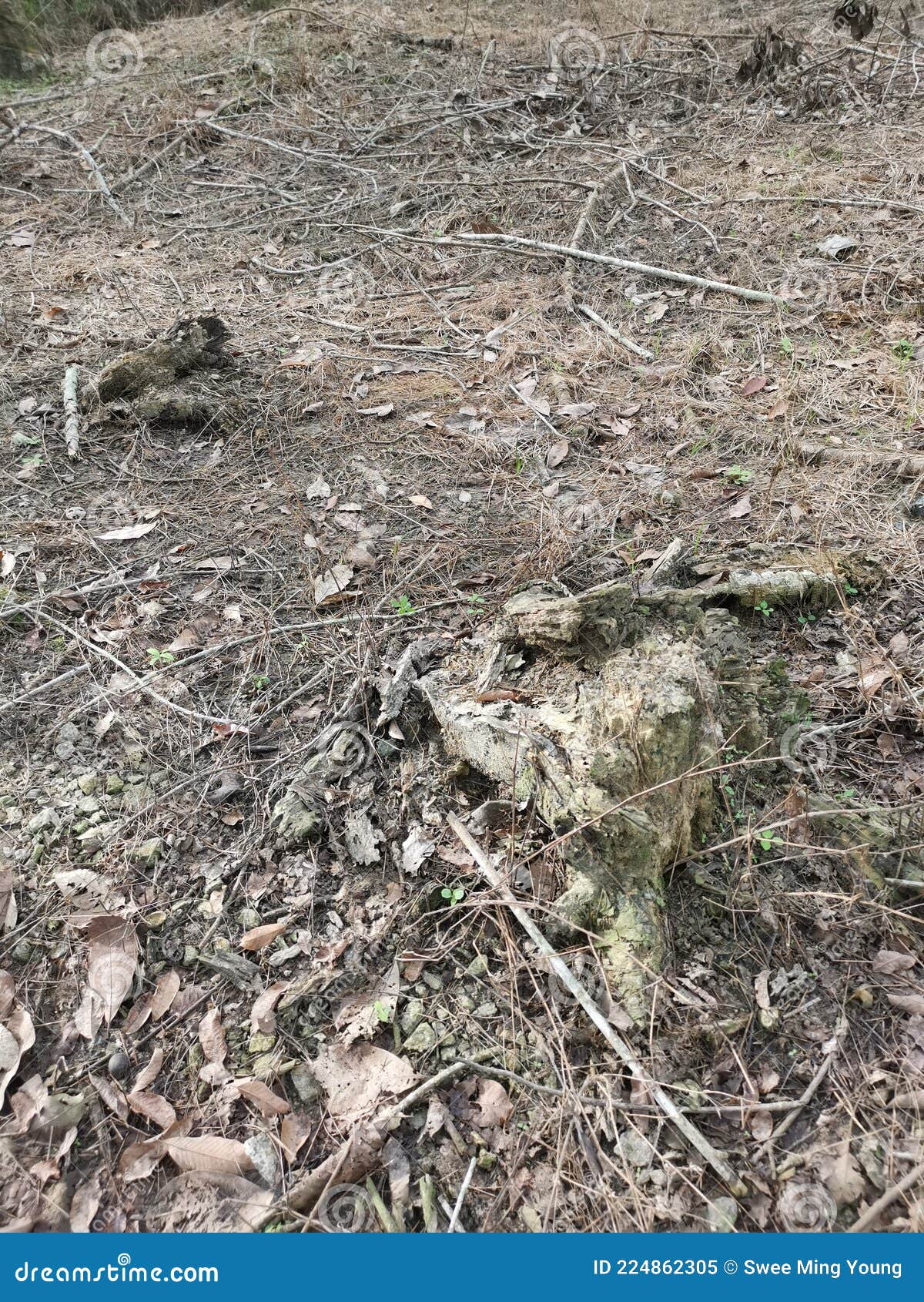 Decomposed Wood on the Arid Ground Stock Image - Image of arid, hard ...