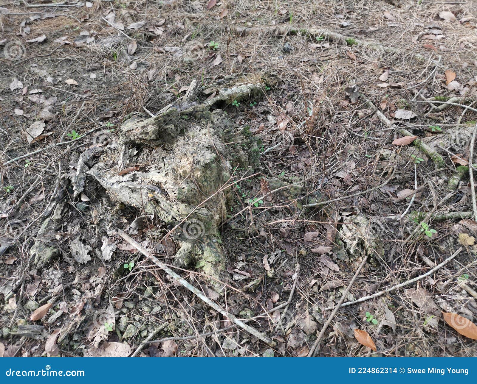 Decomposed Wood on the Arid Ground Stock Photo - Image of nature ...