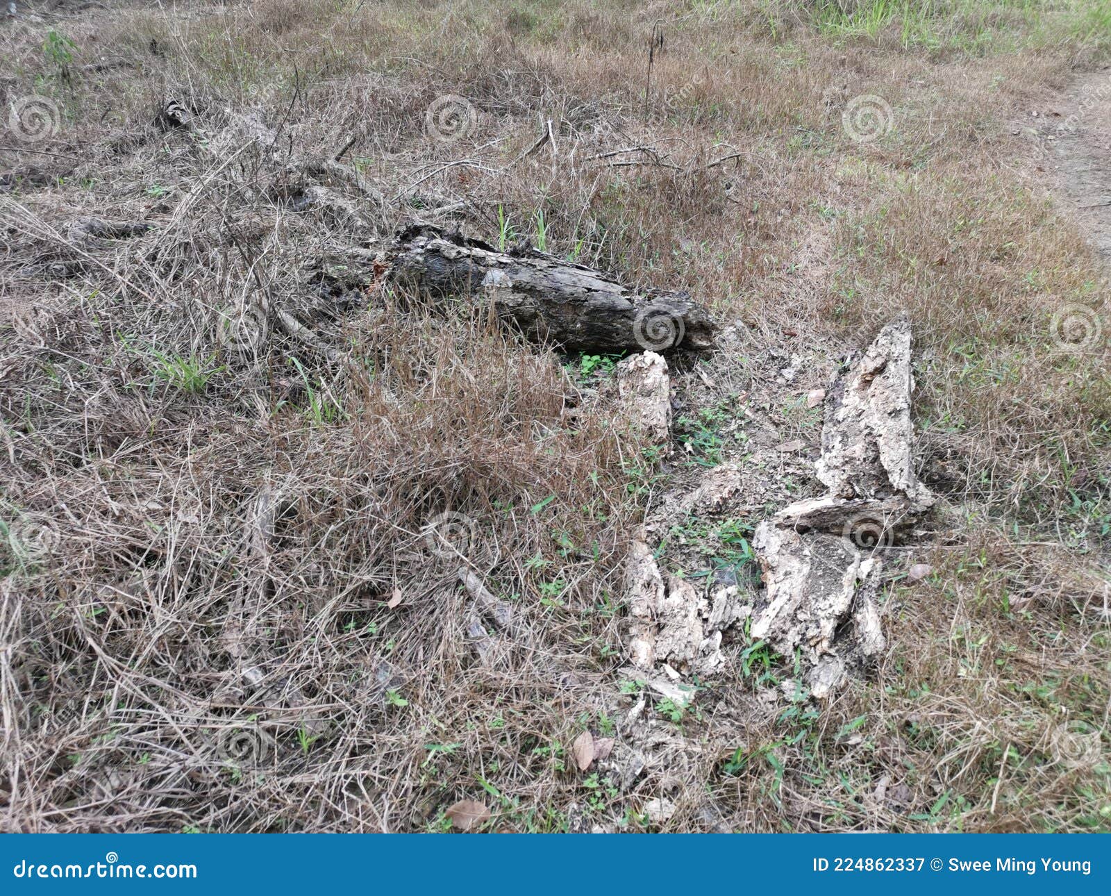 Decomposed Wood on the Arid Ground Stock Image - Image of bark, arid ...