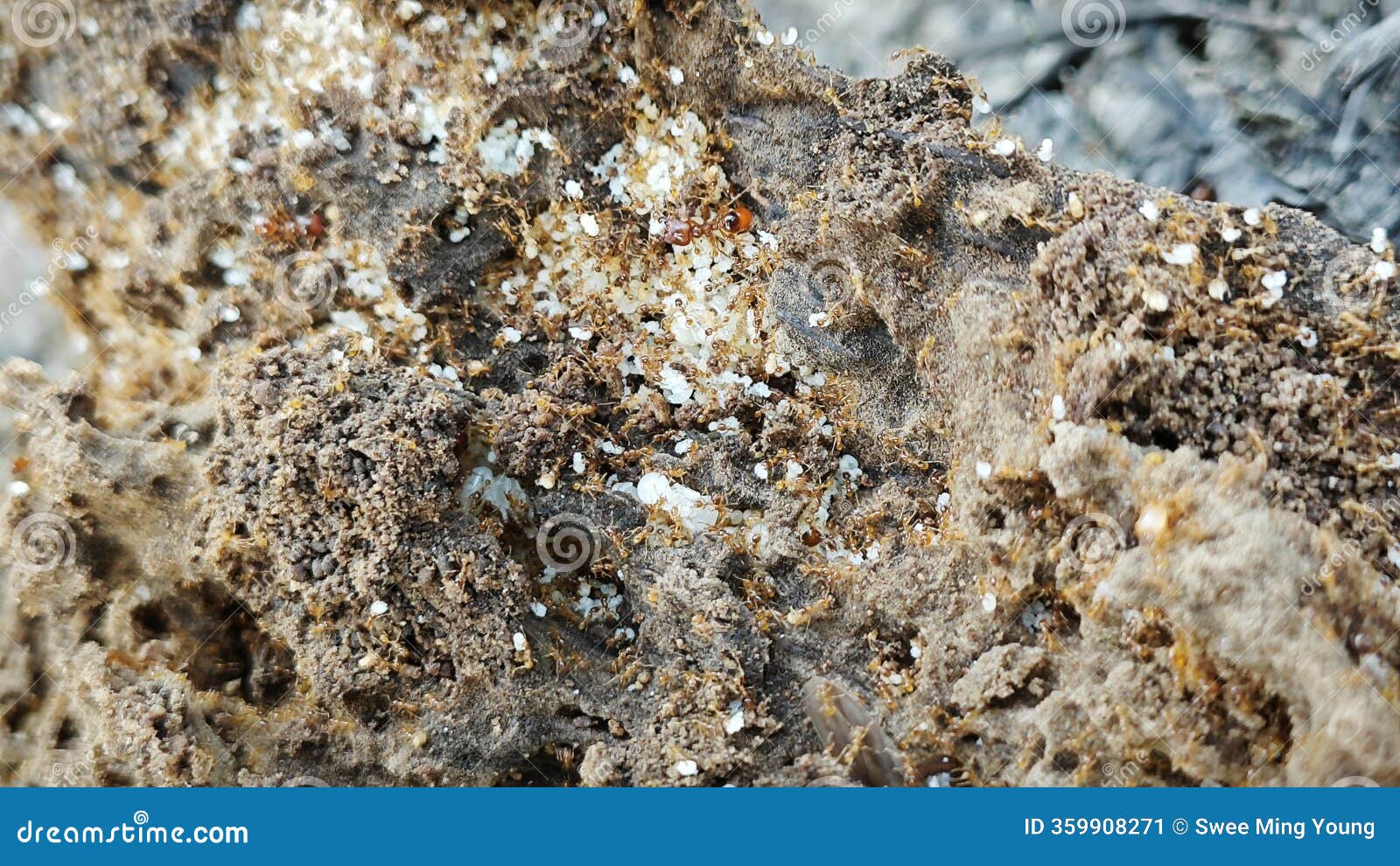 Decomposition of Wood Dust the Little Red Fire Ants Nest. Stock Image ...