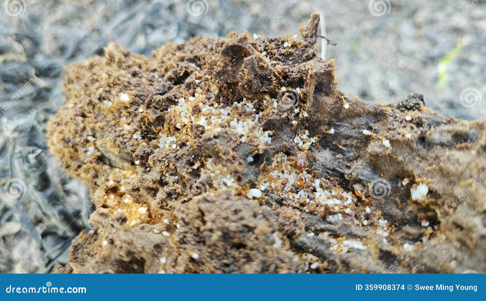 Decomposition of Wood Dust the Little Red Fire Ants Nest. Stock Photo ...