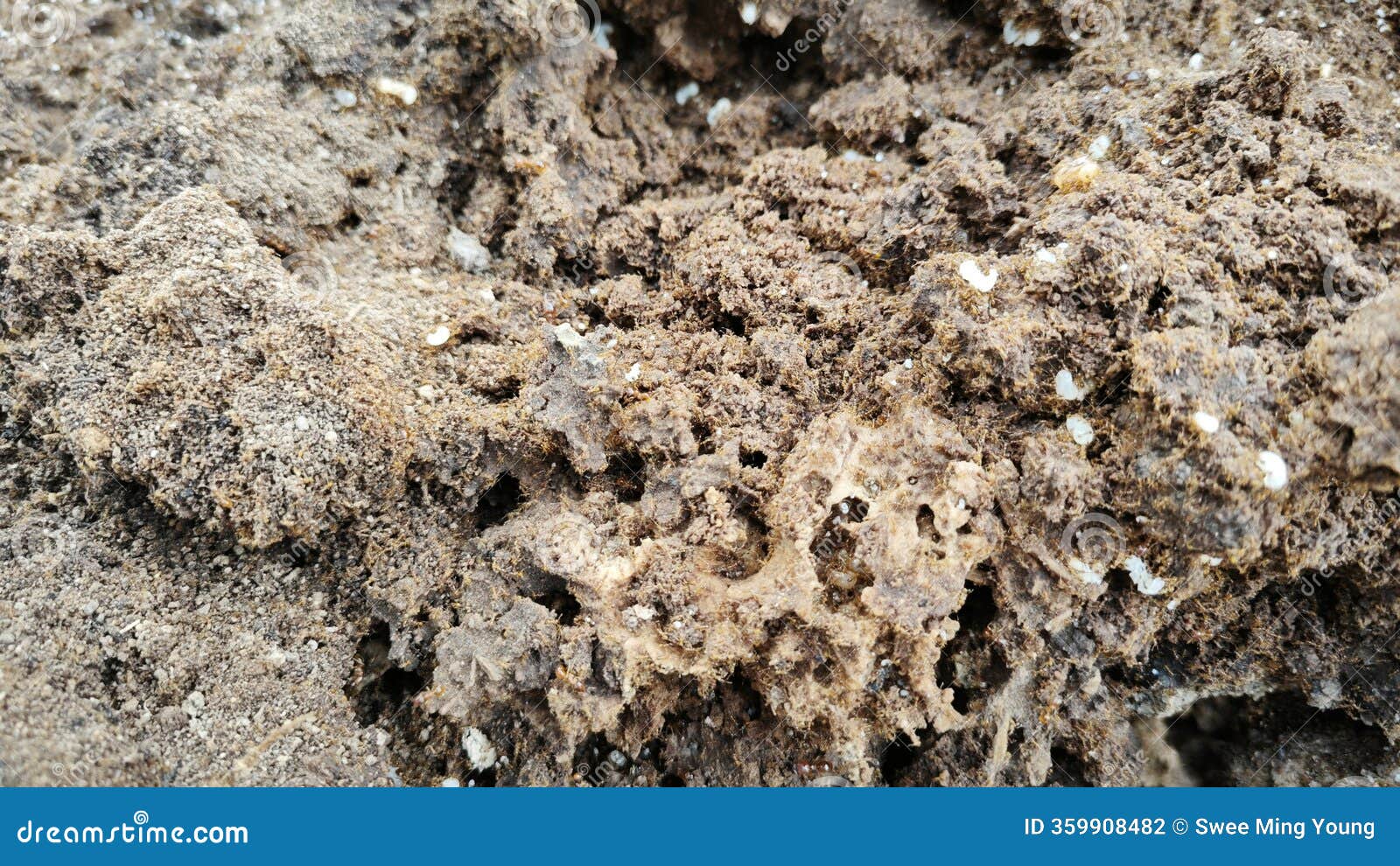 Decomposition of Wood Dust the Little Red Fire Ants Nest. Stock Photo ...