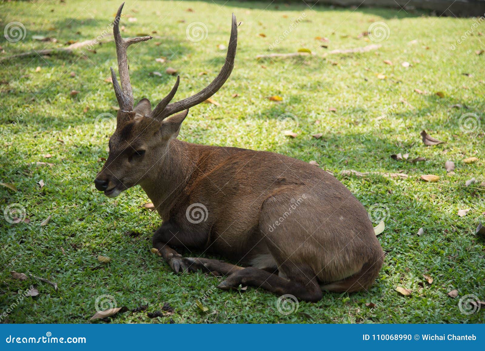 Image of a Deer Relax on Nature Background. Stock Photo - Image of cute ...