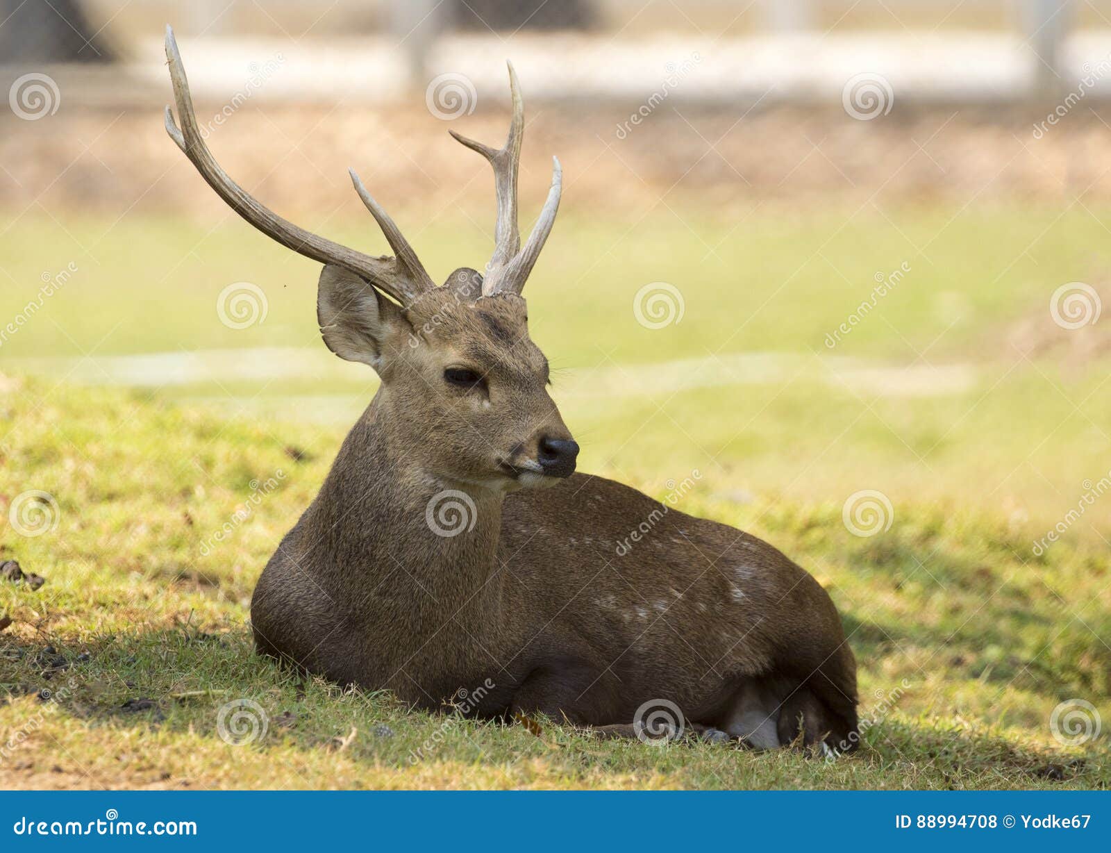 Image of a Deer Relax on Nature Background. Stock Photo - Image of ...