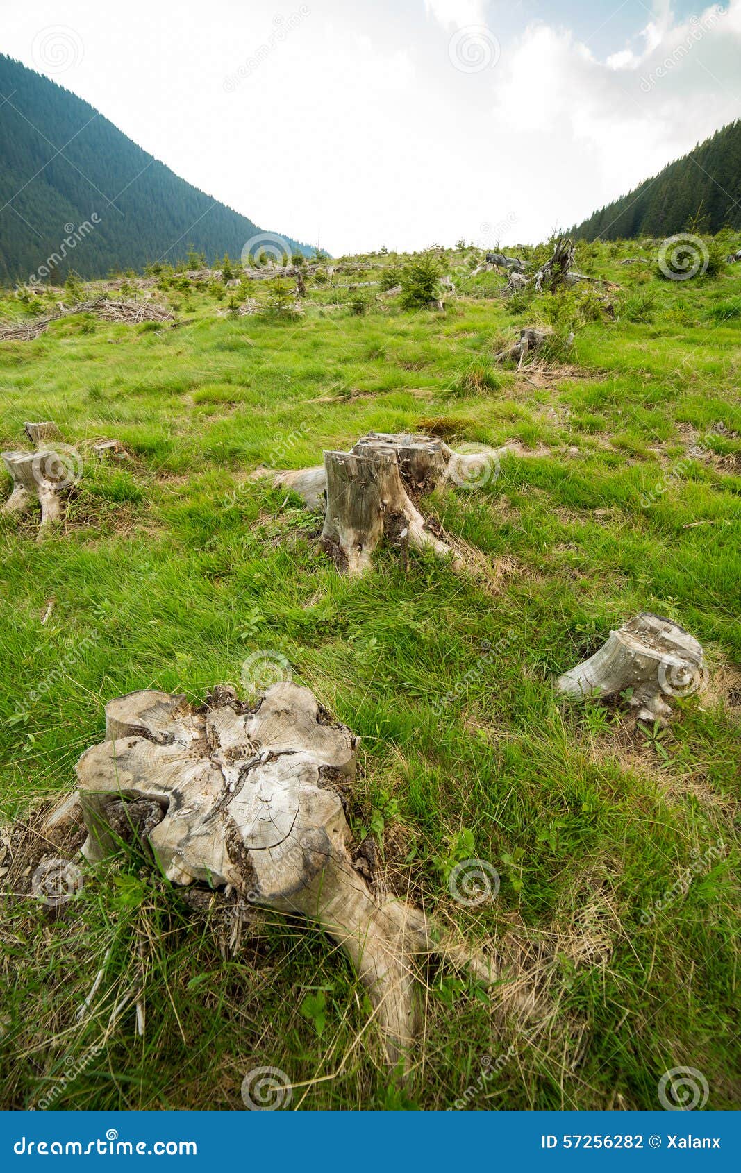 Image of deforestation stock photo. Image of problem - 57256282