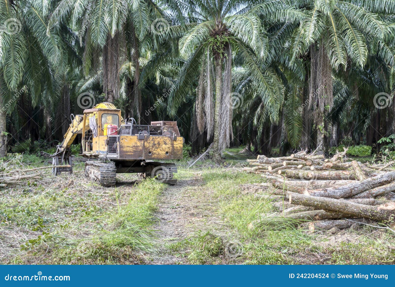 Deforestation of the Rubber Estate Stock Photo - Image of deforestation ...