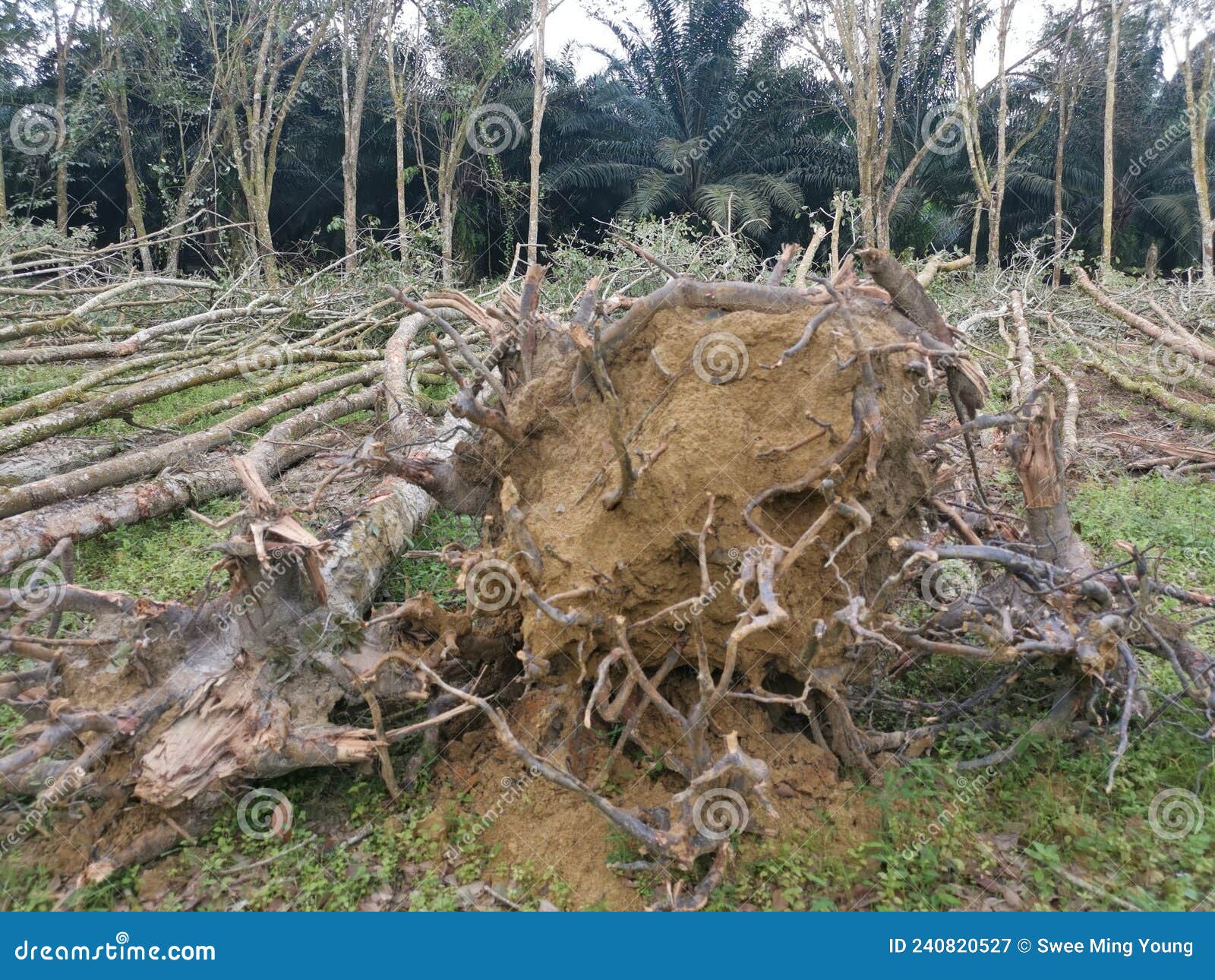 Deforestation of the Rubber Estate Stock Image - Image of bush ...