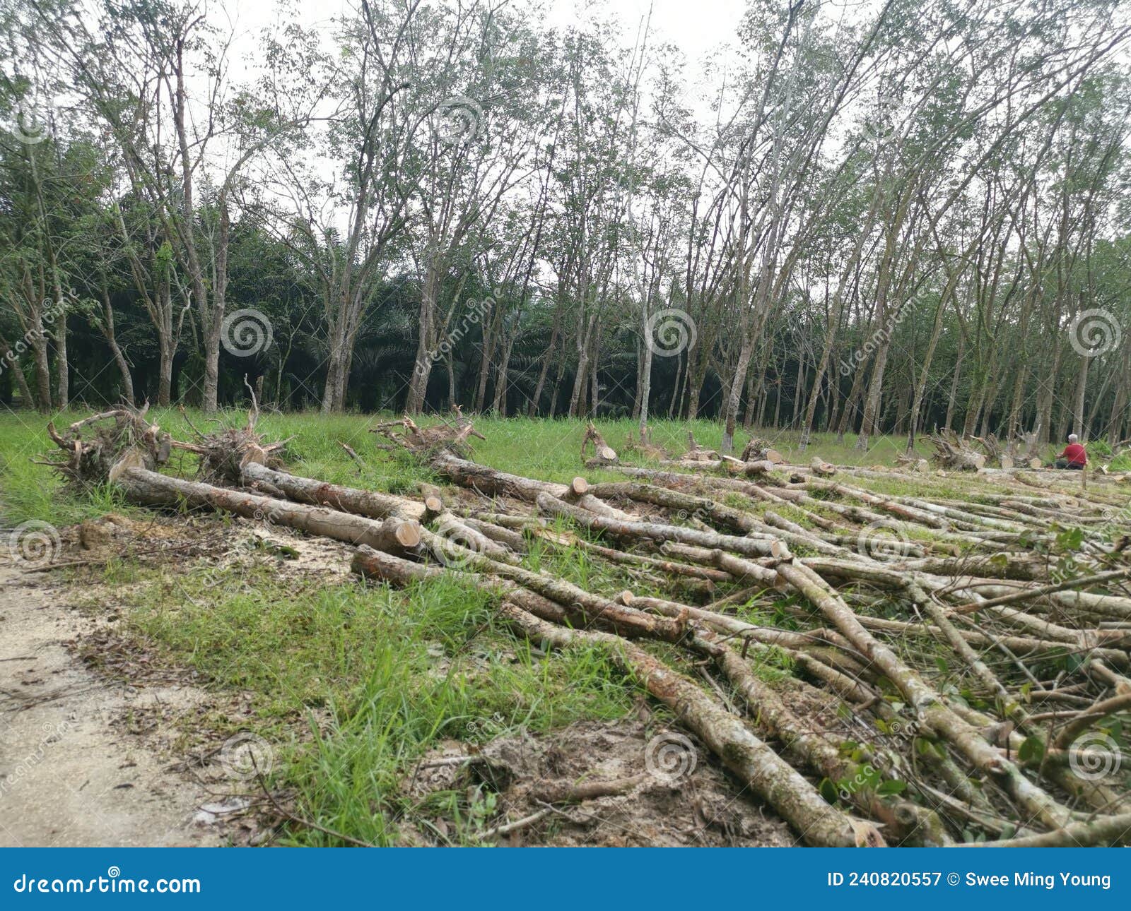 Deforestation of the Rubber Estate Stock Image - Image of destruction ...