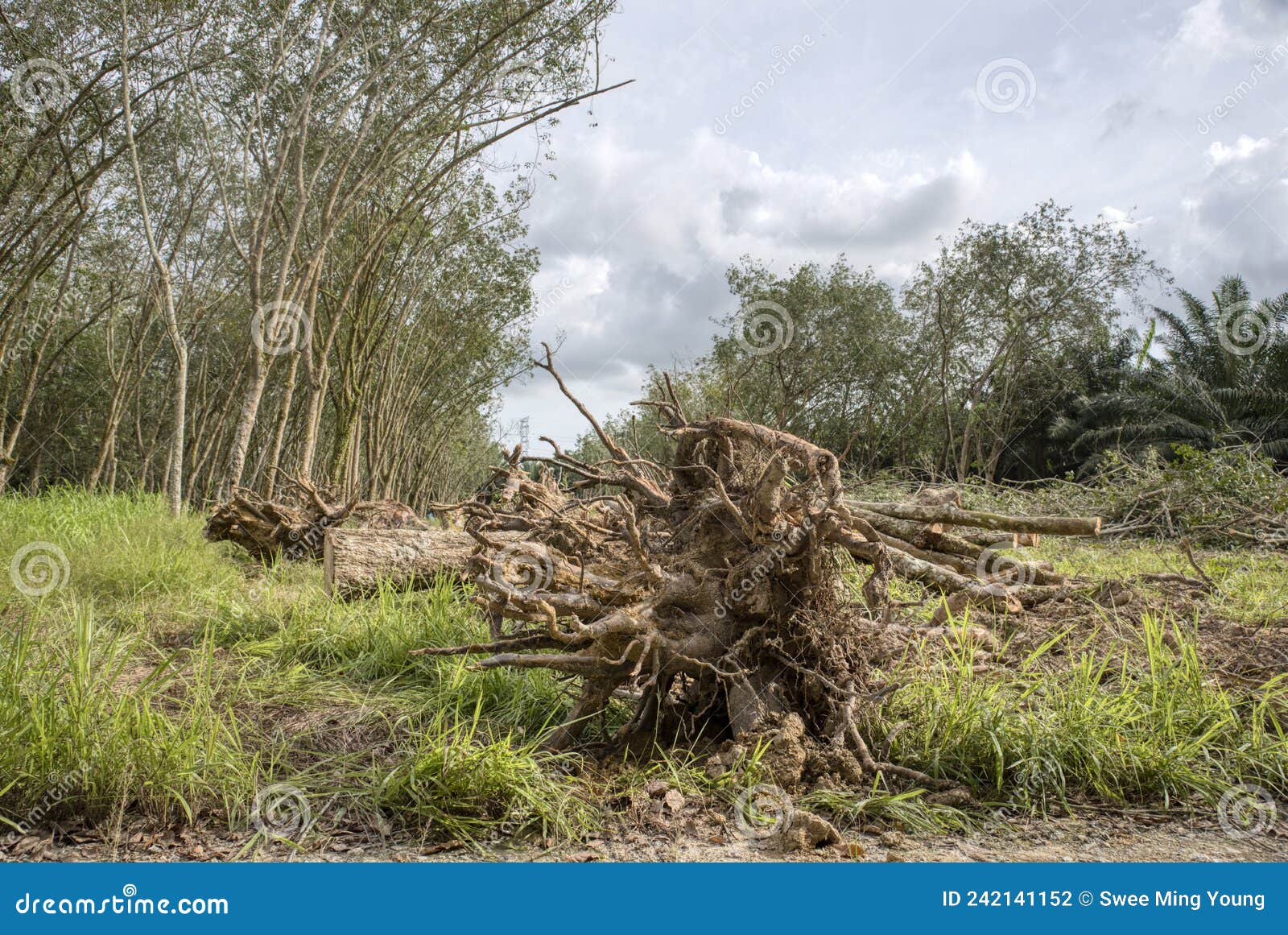 Deforestation of the Rubber Estate Stock Photo - Image of green, hevea ...