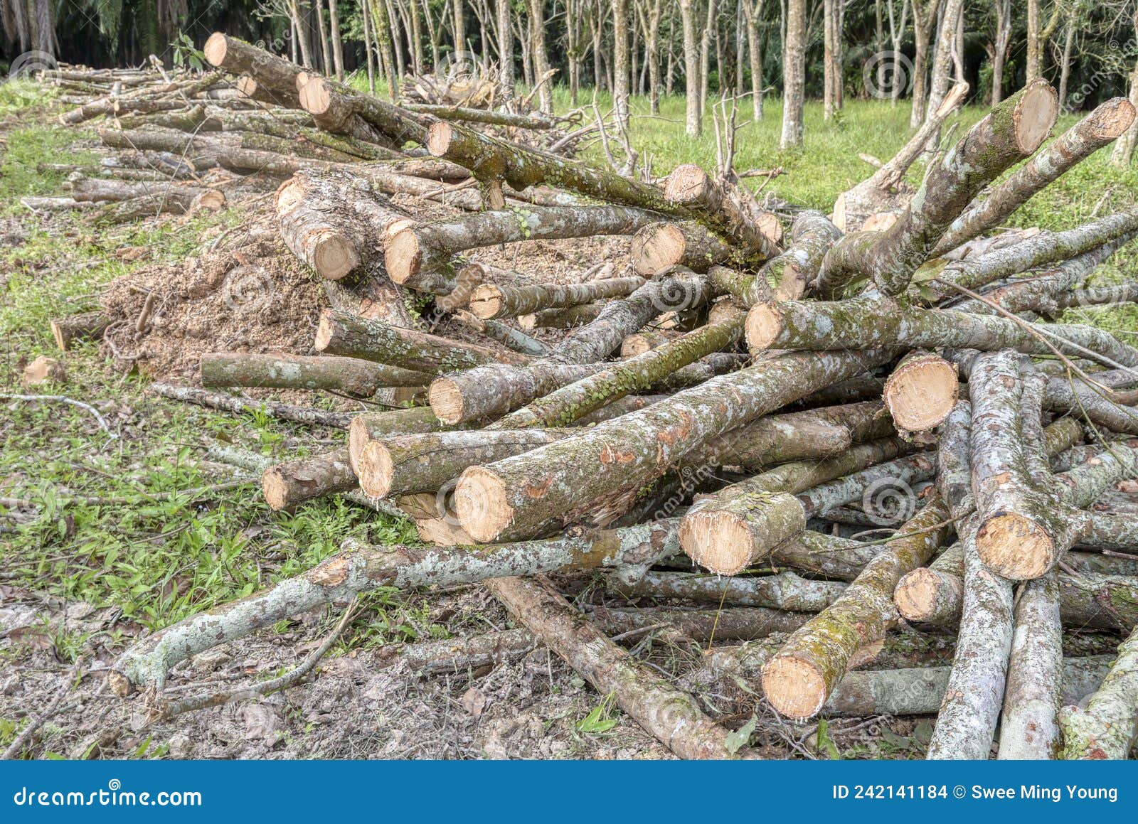 Deforestation of the Rubber Estate Stock Photo - Image of destruction ...
