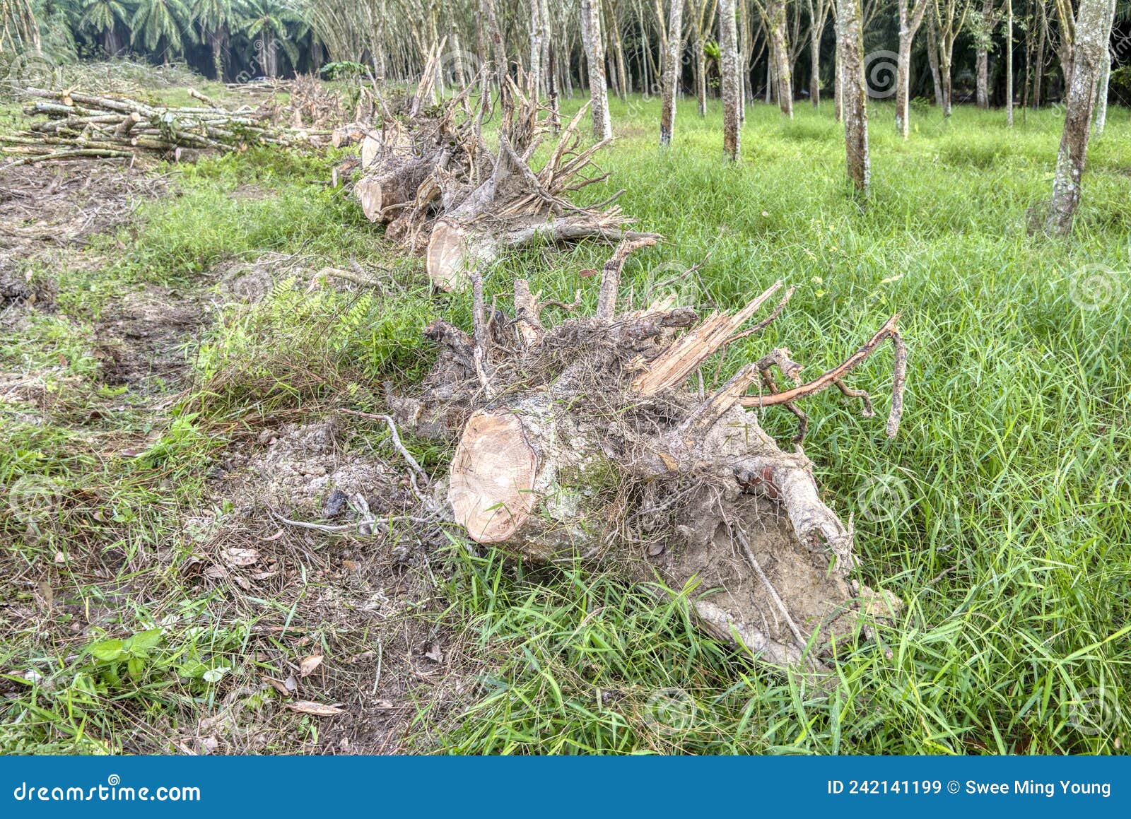 Deforestation of the Rubber Estate Stock Image - Image of ecology ...