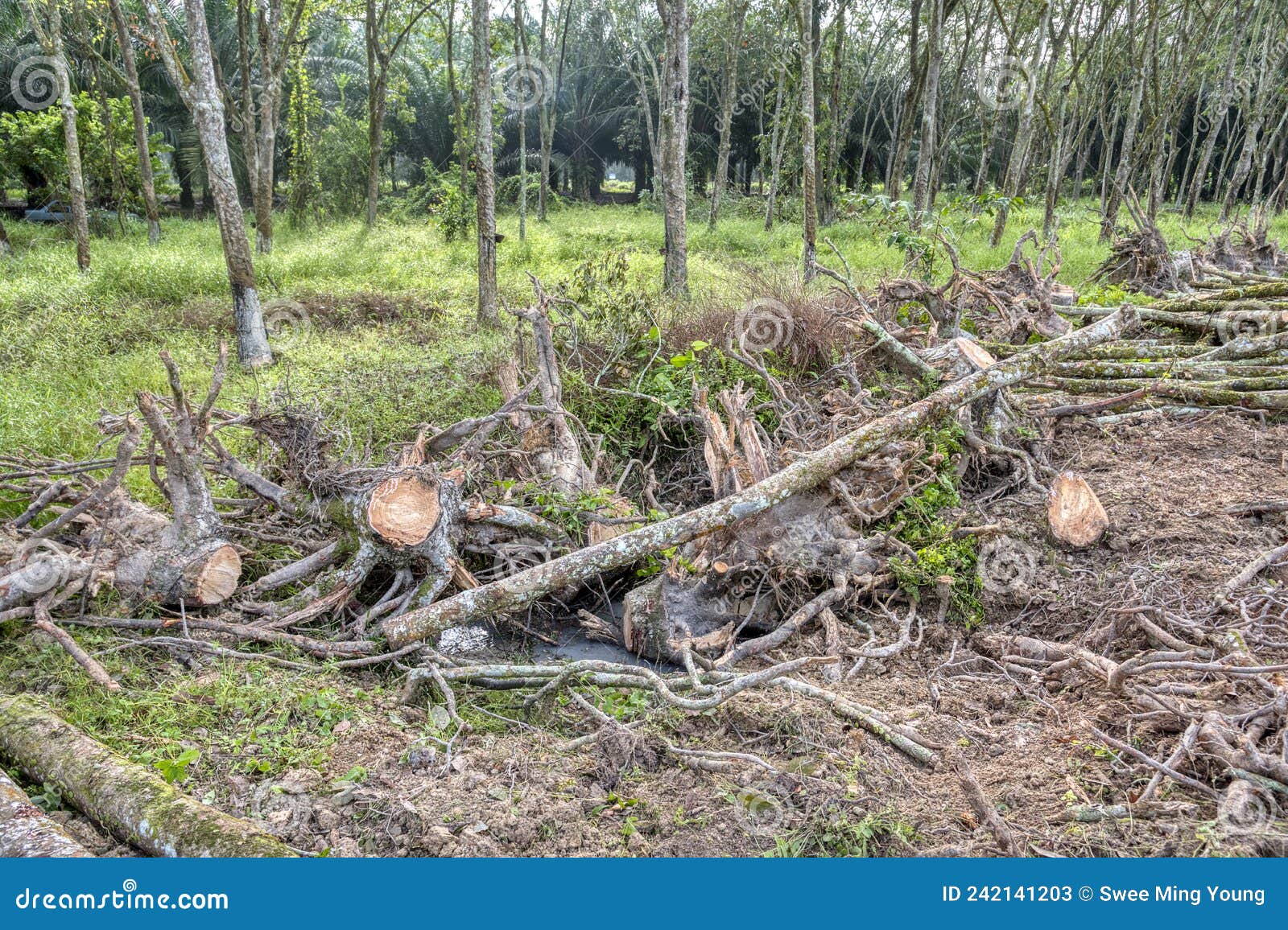 Deforestation of the Rubber Estate Stock Image - Image of agriculture ...