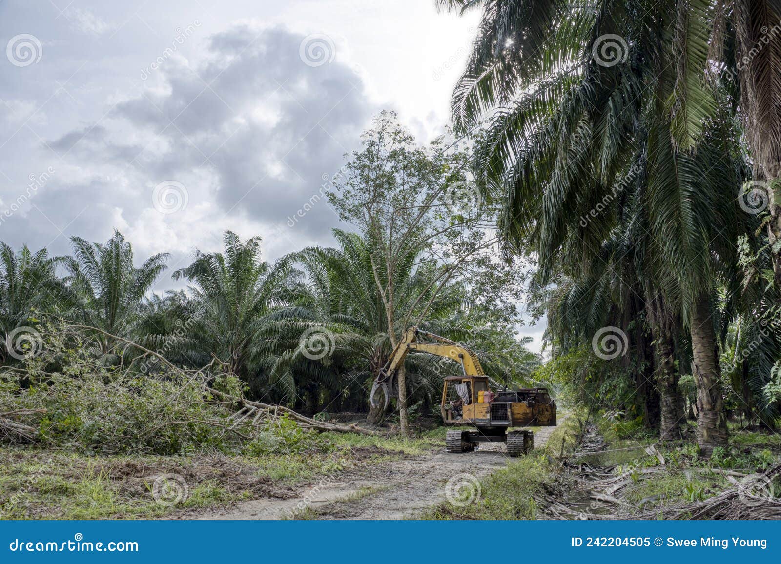 Deforestation of the Rubber Estate Stock Image - Image of fall, field ...