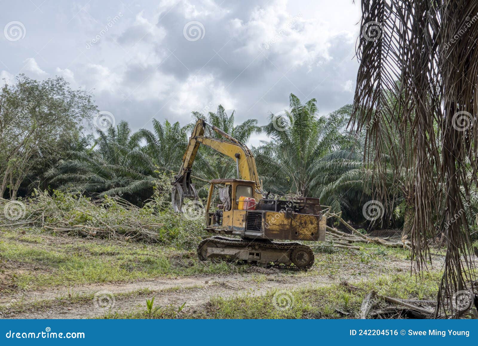 Deforestation of the Rubber Estate Stock Photo - Image of deforestation ...