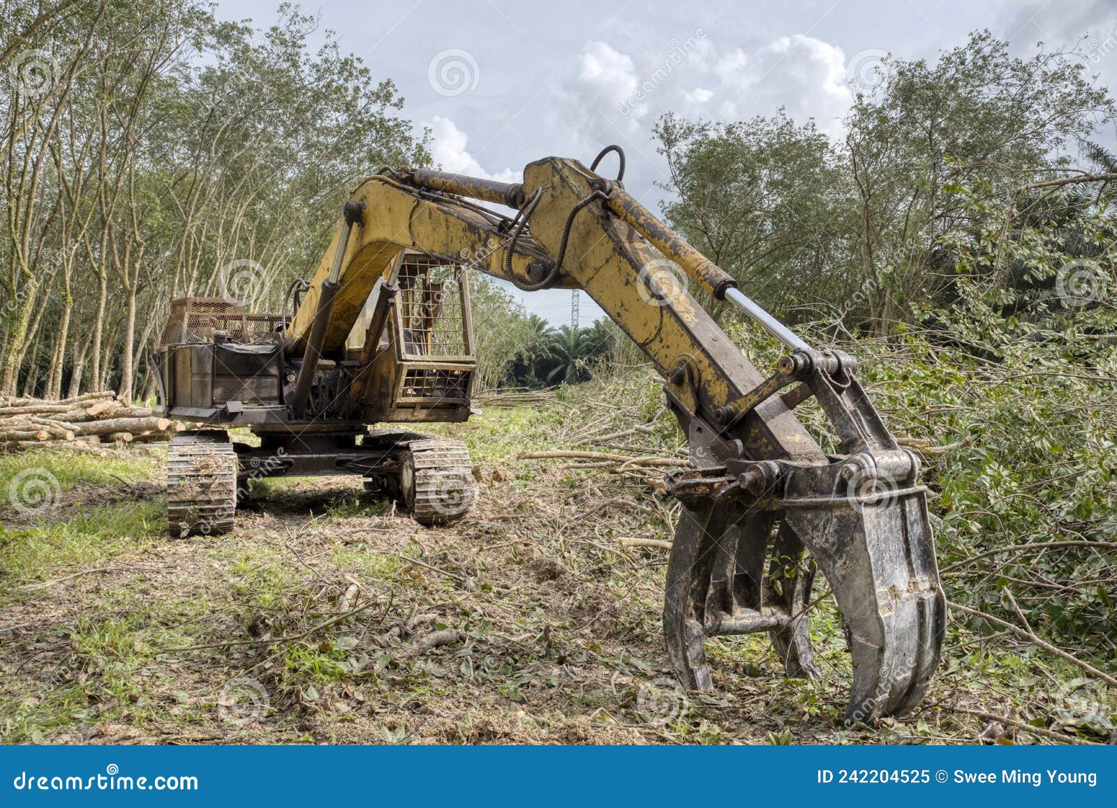 Deforestation of the Rubber Estate Stock Image - Image of lush, branch ...