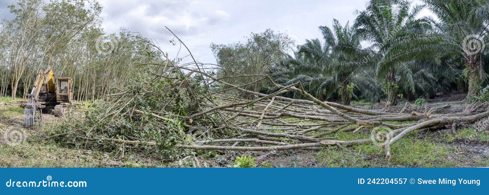 Deforestation of the Rubber Estate Stock Image - Image of deforestation ...