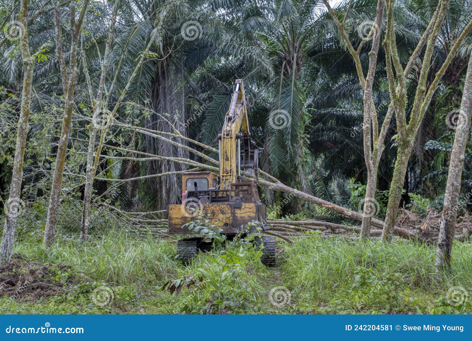 Deforestation of the Rubber Estate Stock Image - Image of bush ...