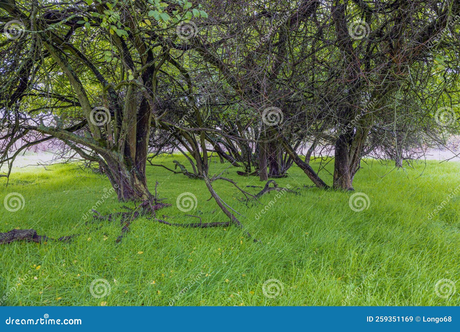 Image of Dense Forest with Bright Green Overgrown Ground during Daytime ...