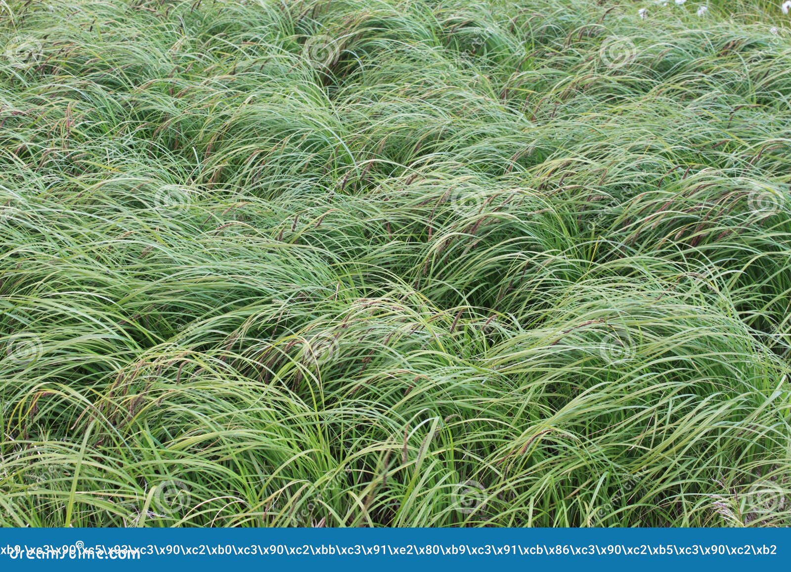 Image of a Dense Green Grass with Brown Heads on a Field Bent Under the ...