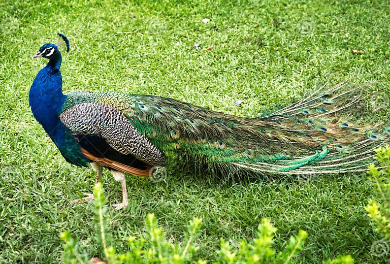 Close Up Of A Blue Royal Peacock In A Garden Stock Image Image Of Natural Eyes 325075939
