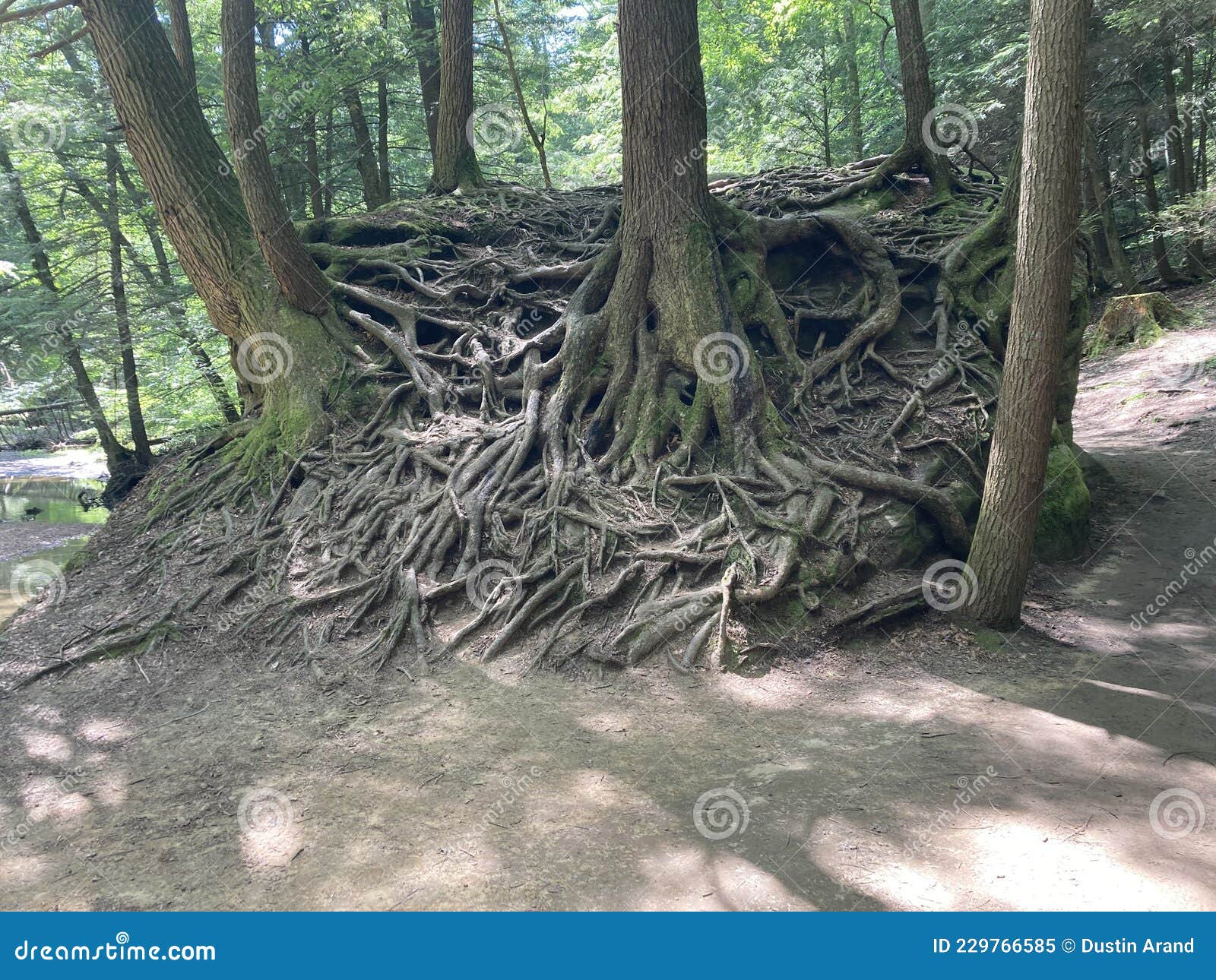 Roots stock image. Image of forest, root, trunk, woodland - 229766585