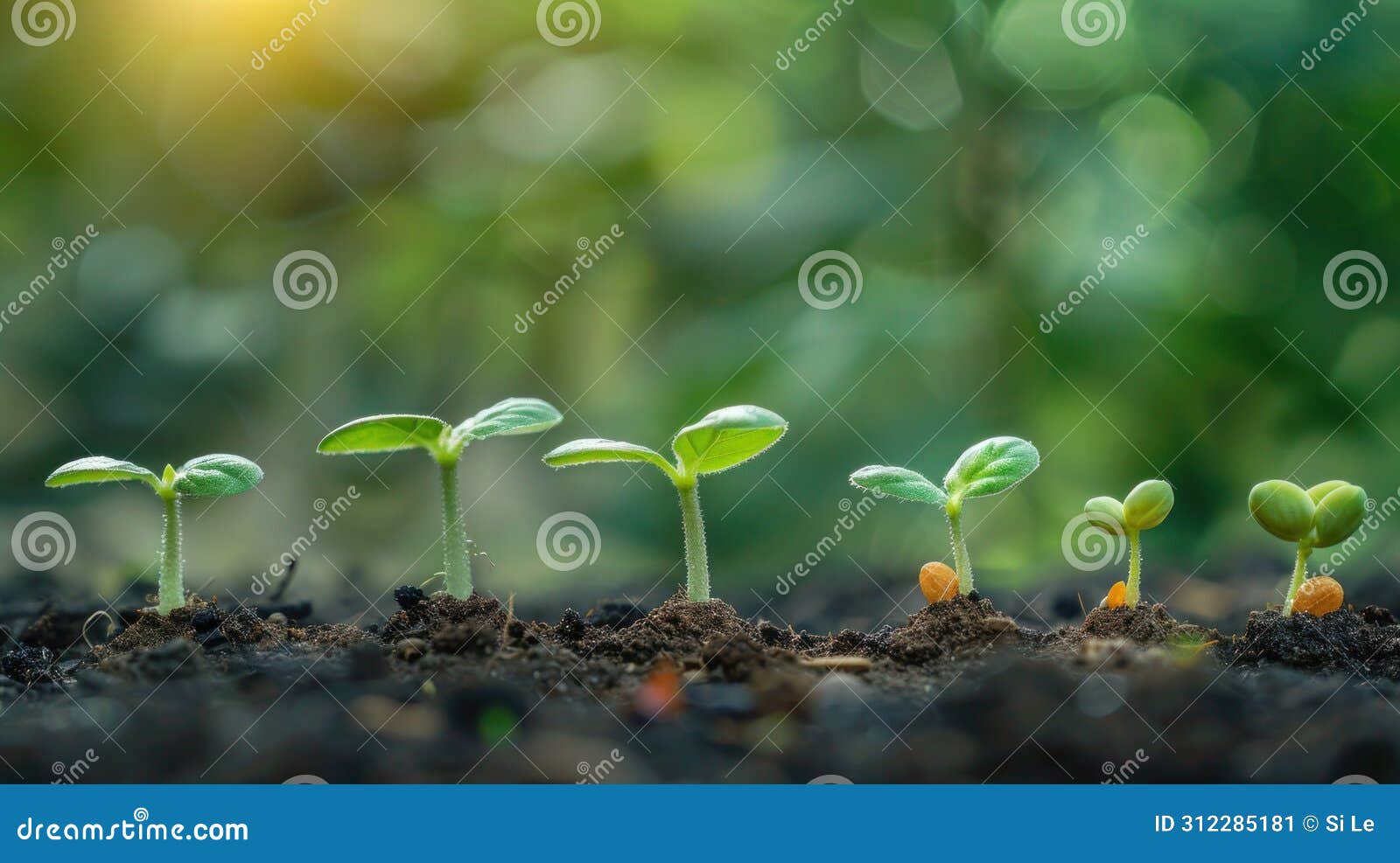 Green Background Seed Germination Sequence Stock Illustration ...