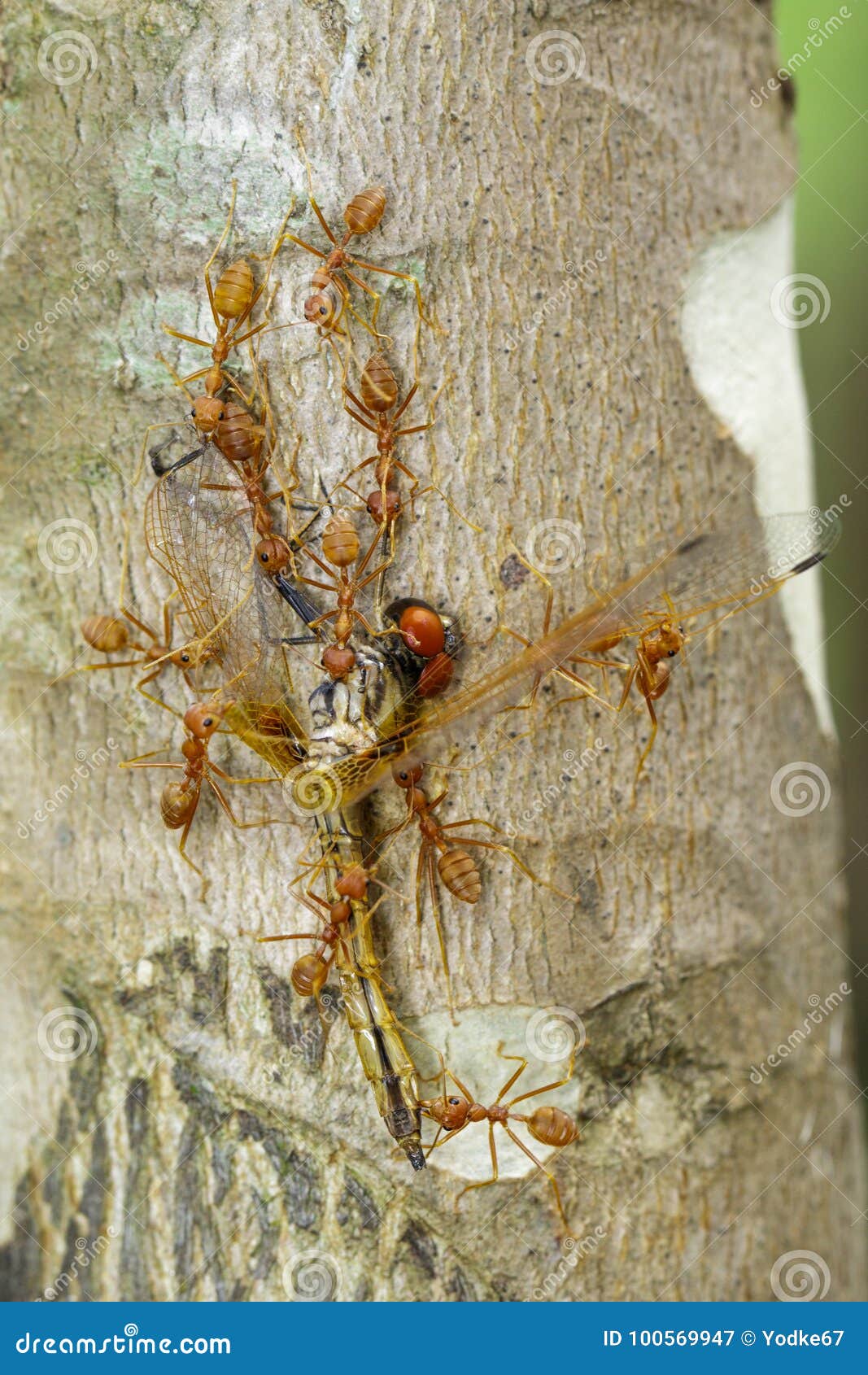 Image Des Fourmis Rouges Mangeant Des Libellules Sur L'arbre Animal ...