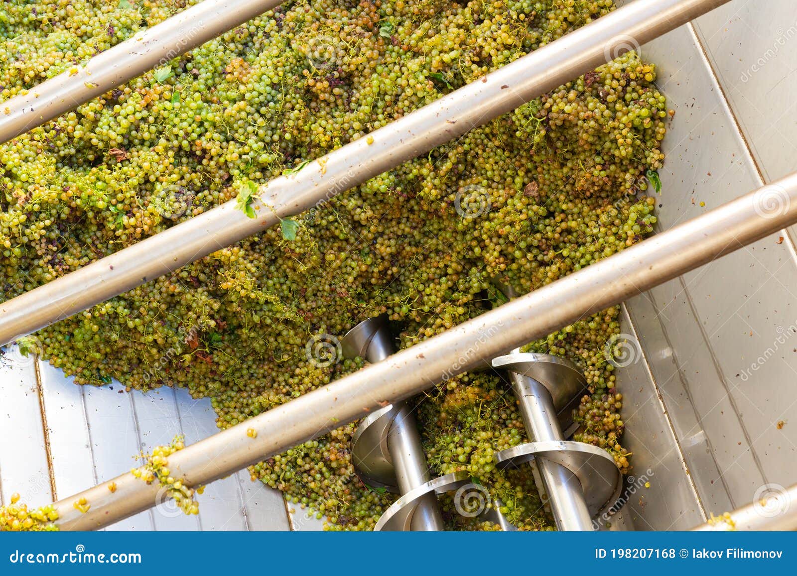 White Grape in Crusher Destemmer, Winemaking Process Stock Photo ...