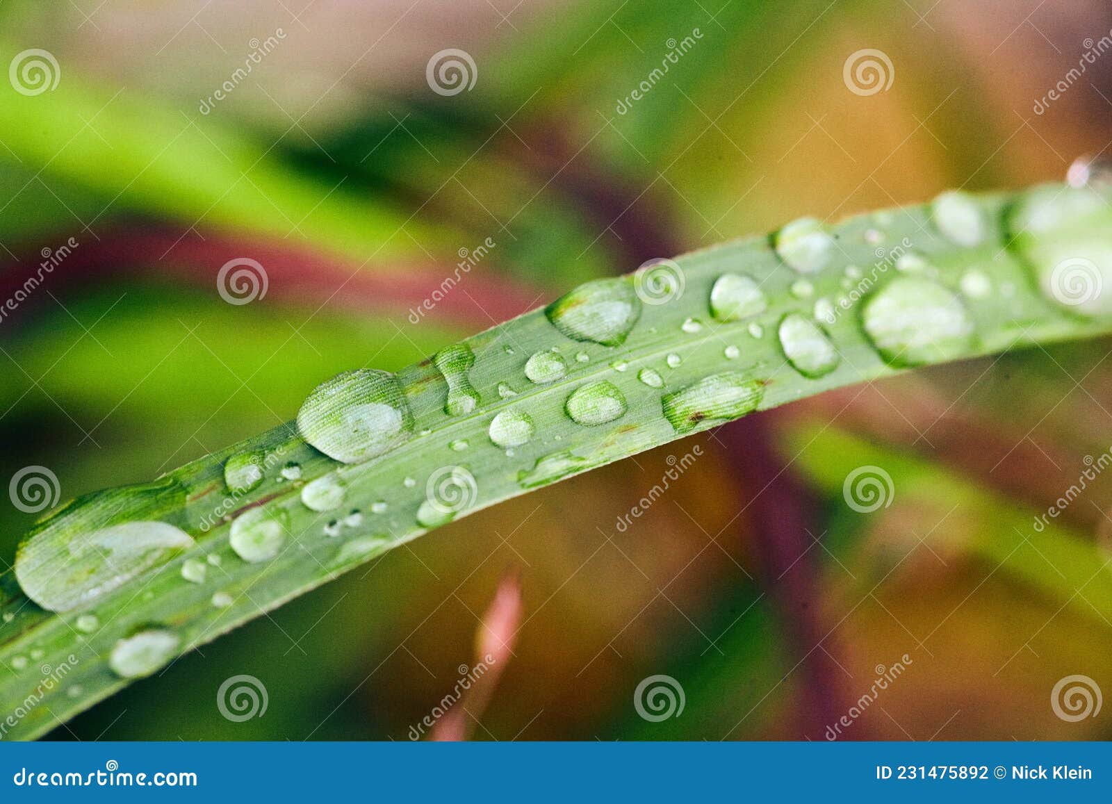 Dew Collecting on Blades of Grass Stock Photo - Image of water ...