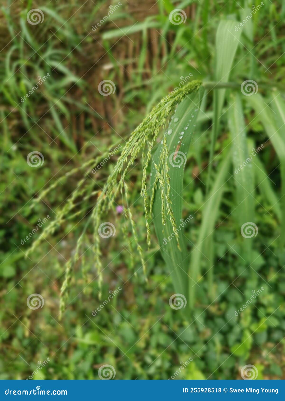 Dew Drops on the Surface of the Blade of Green Grass Stock Photo ...