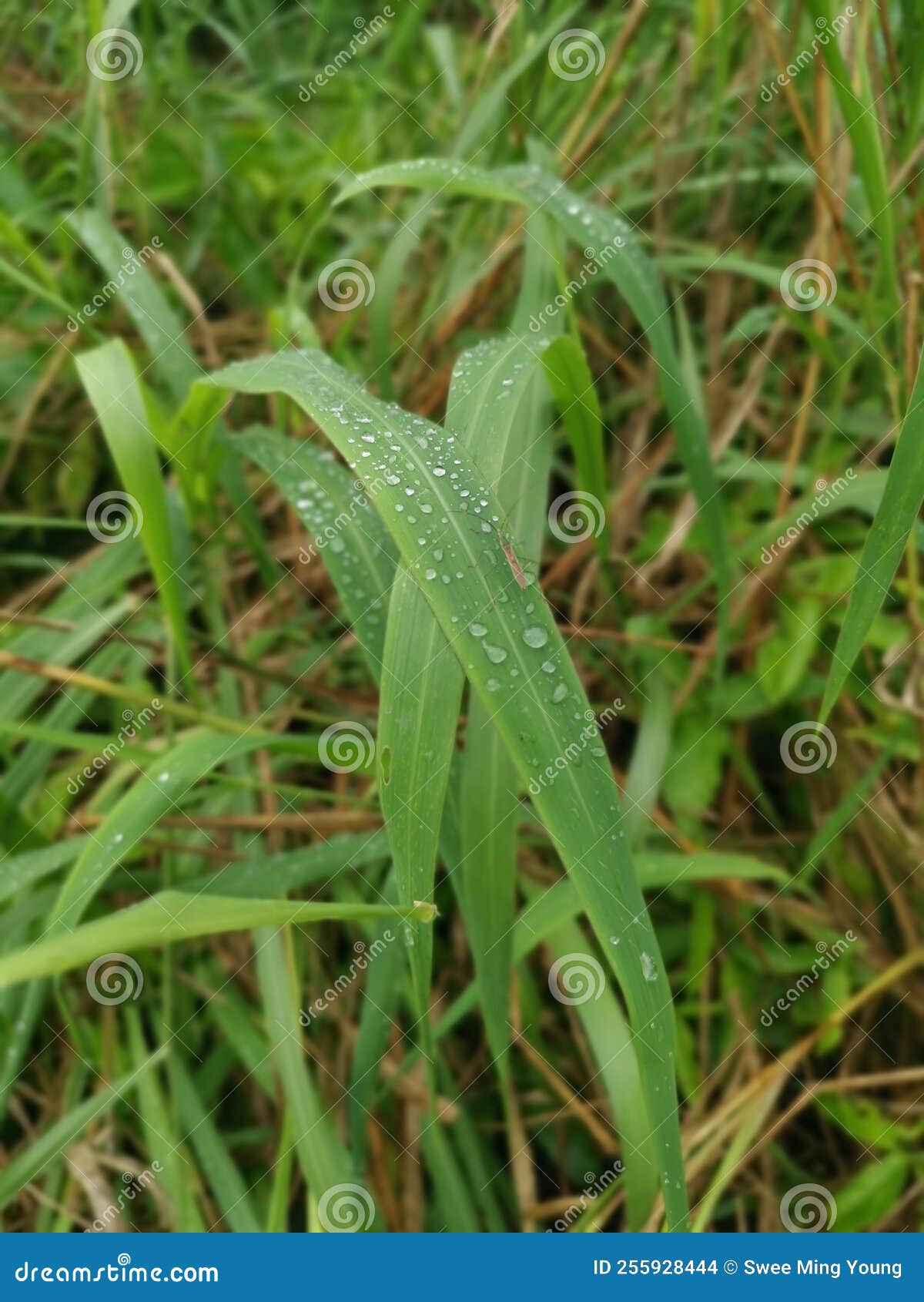 Dew Drops on the Surface of the Blade of Green Grass Stock Photo ...