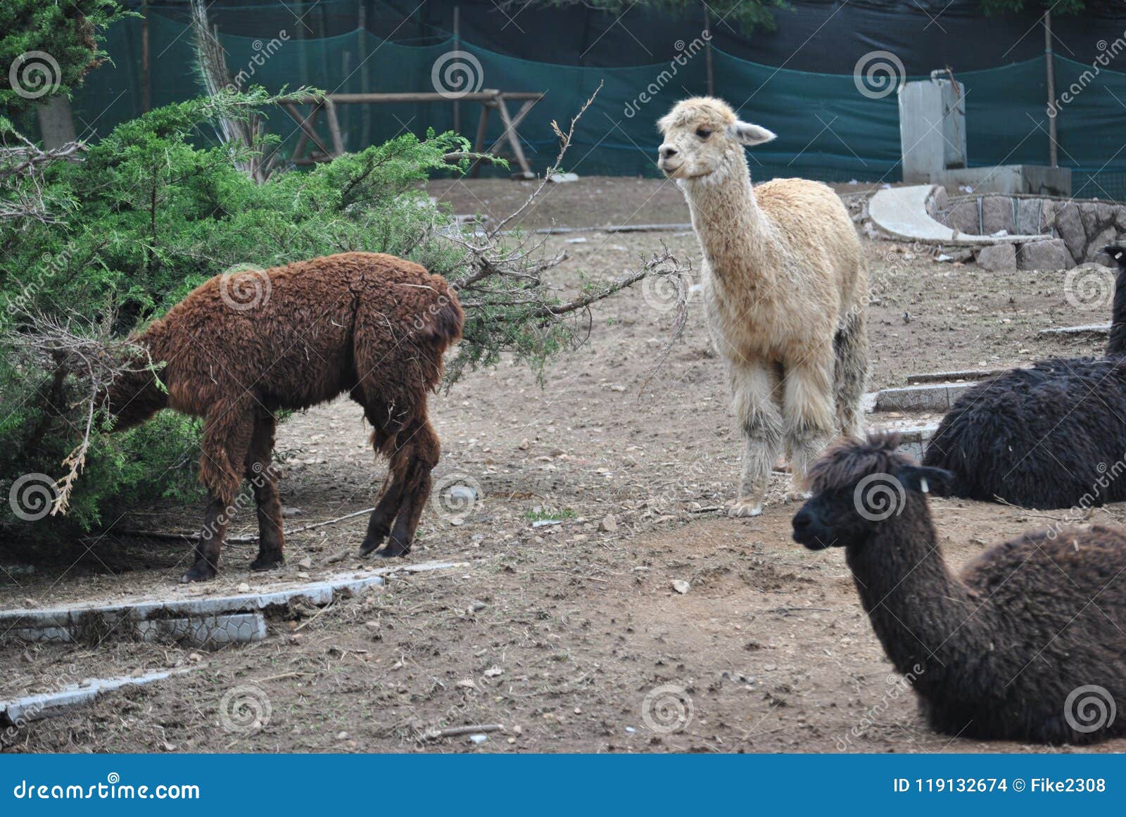 Llamas at the zoo stock photo. Image of captured, llamas - 119132674