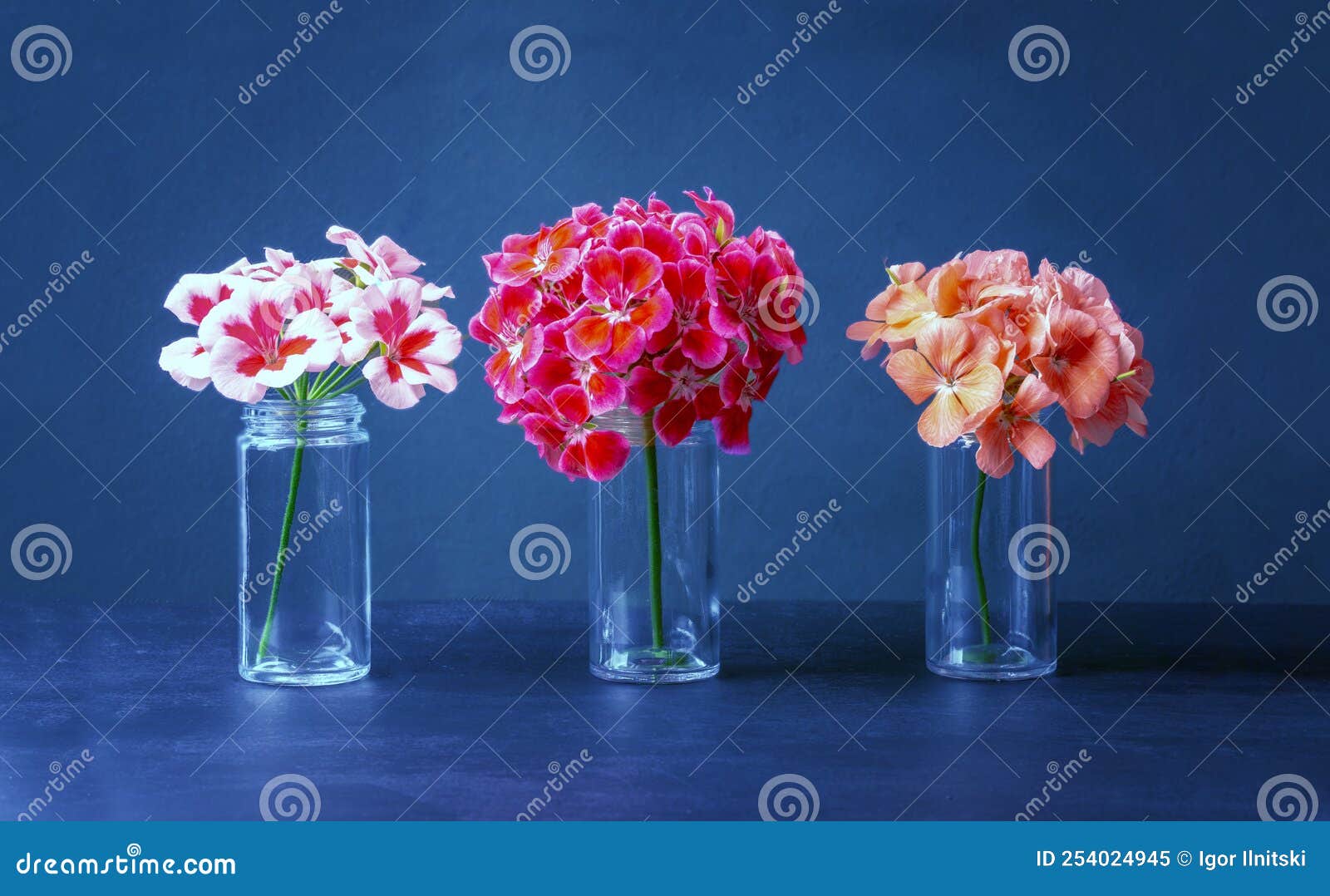 Image of Different Geranium Flowers on the Table. Still Life. Stock ...