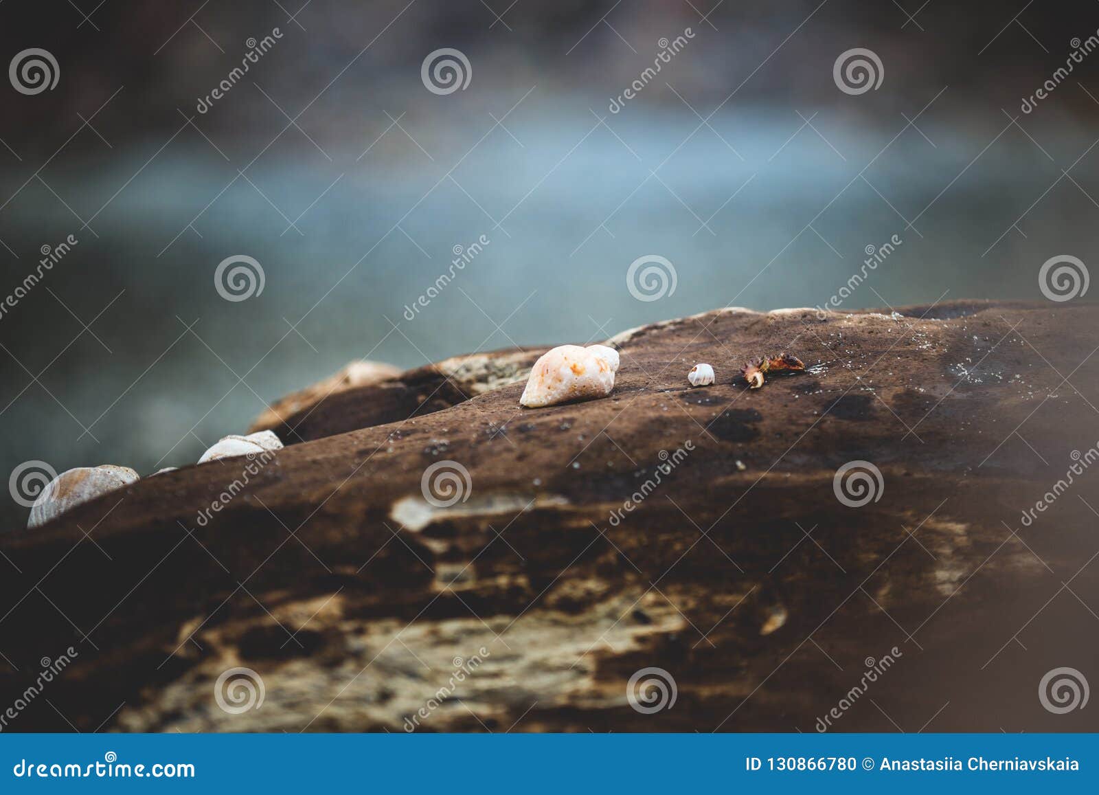 Image of Different Sea Shells Lying on a Beach on Sea Backgrond Stock ...