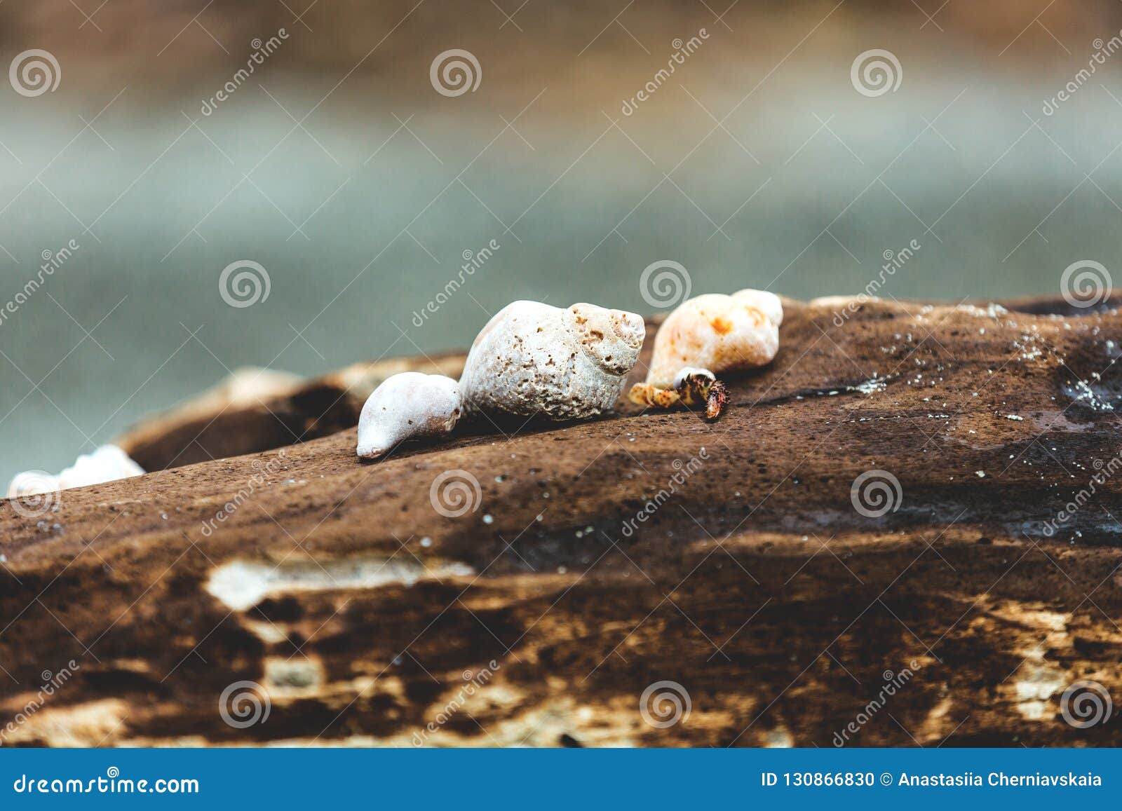 Image of Different Sea Shells Lying on a Beach on Sea Backgrond Stock ...