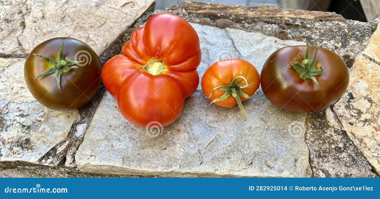 Image of Different Varieties of Tomatoes Stock Photo - Image of ...